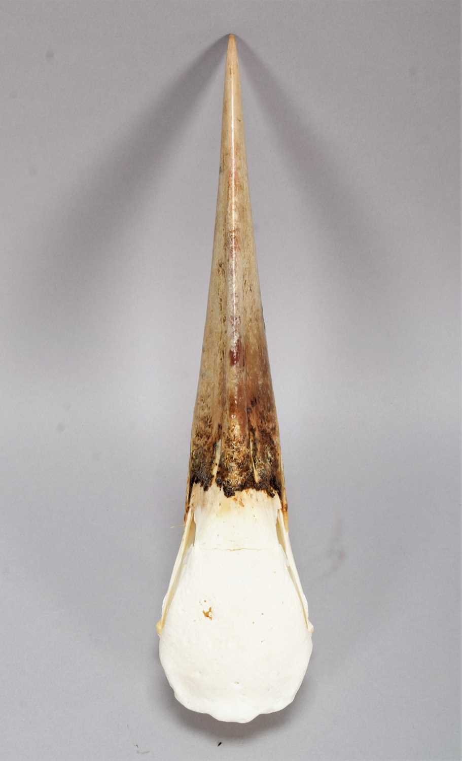 Lot 200 - Skulls/Anatomy: A Maribou Stork Skull