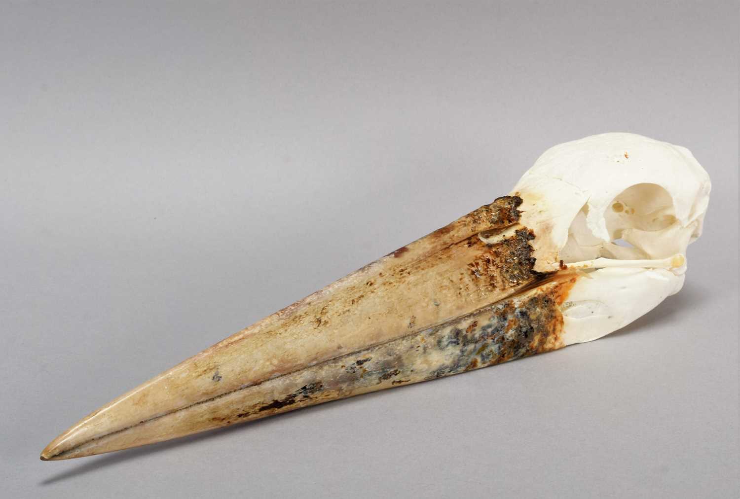 Lot 200 - Skulls/Anatomy: A Maribou Stork Skull