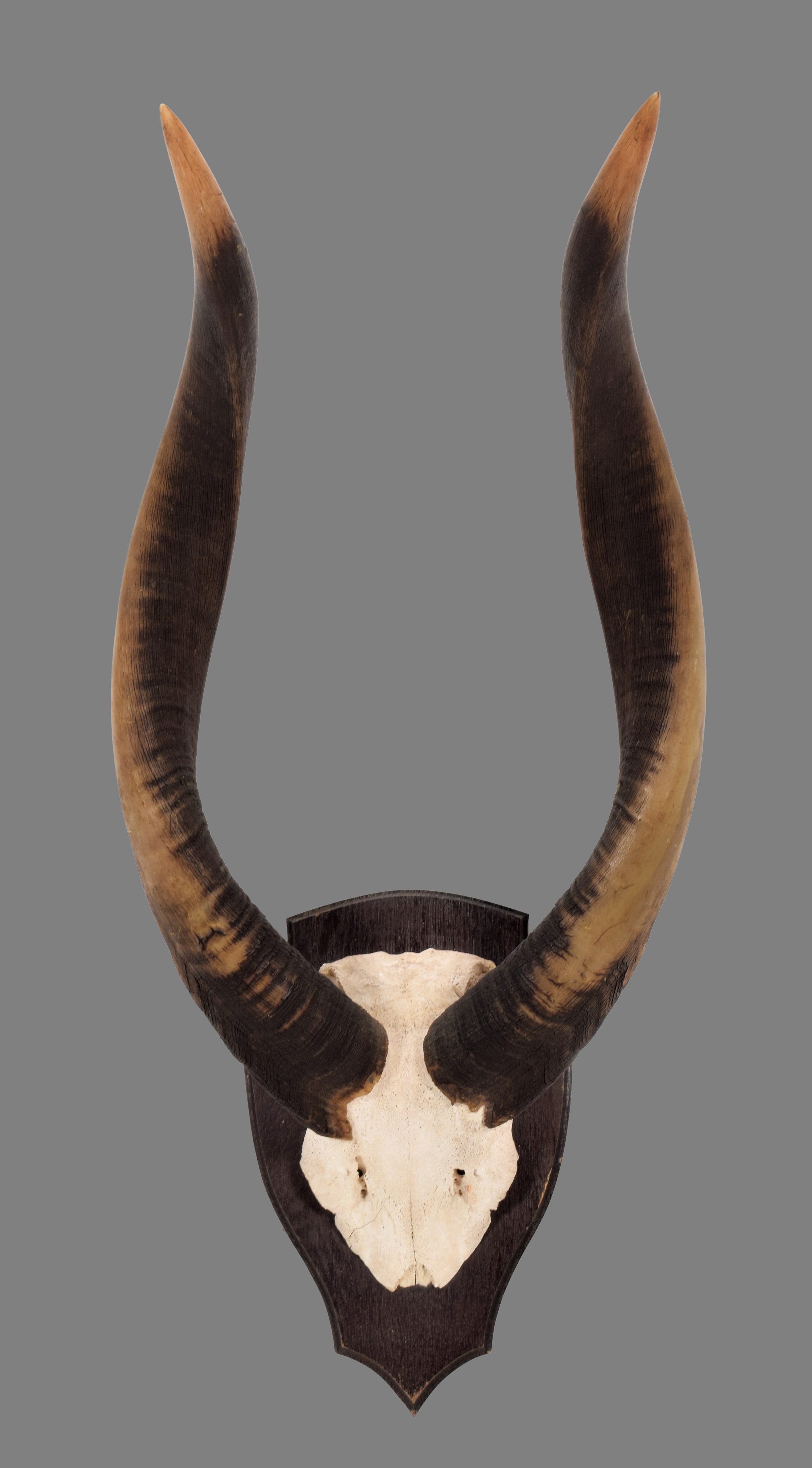 Antlers/Horns: World Record Class Western Bongo Horns