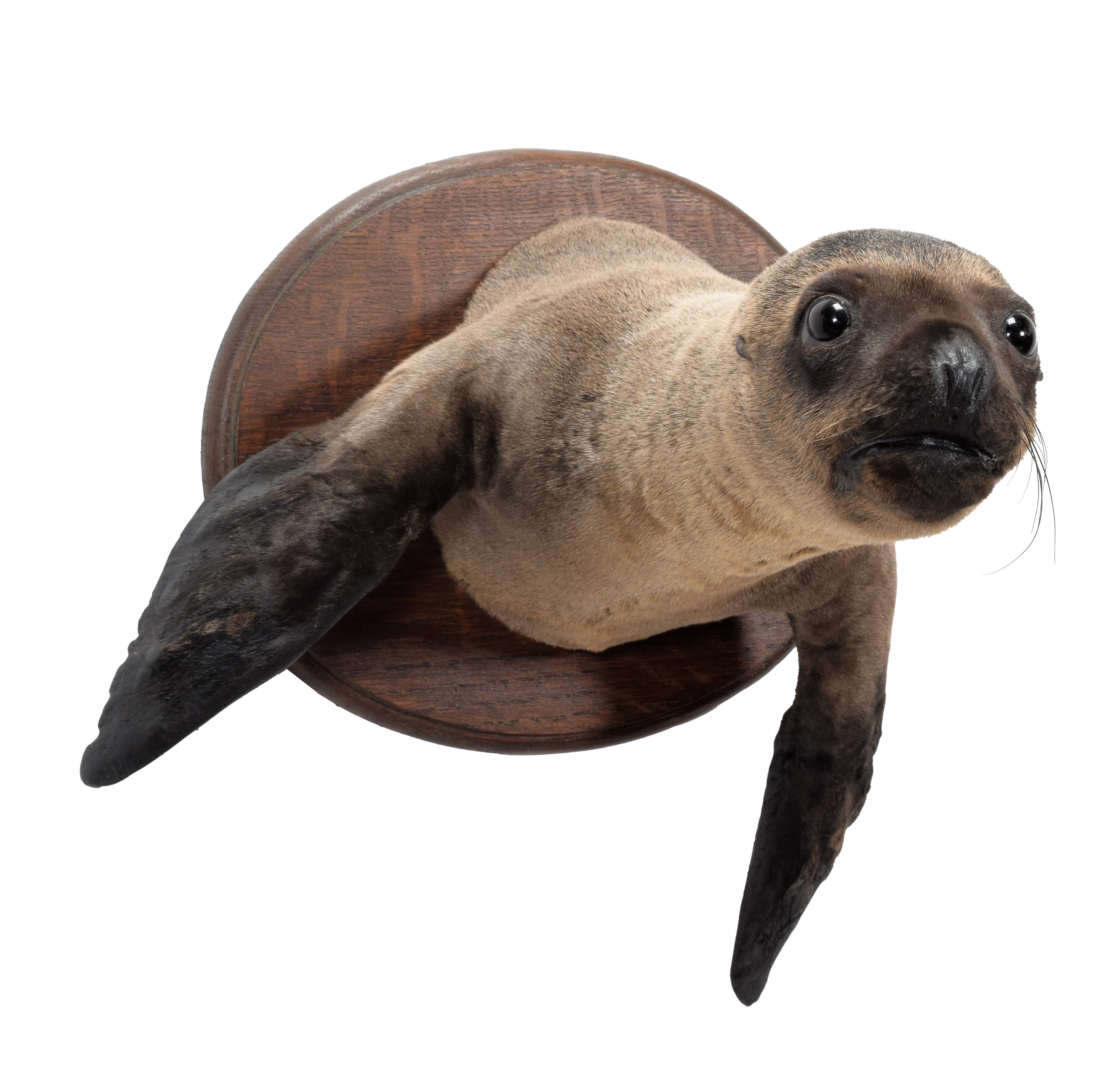 Lot 201 - Taxidermy: A Patagonian Sealion Pup Forepart