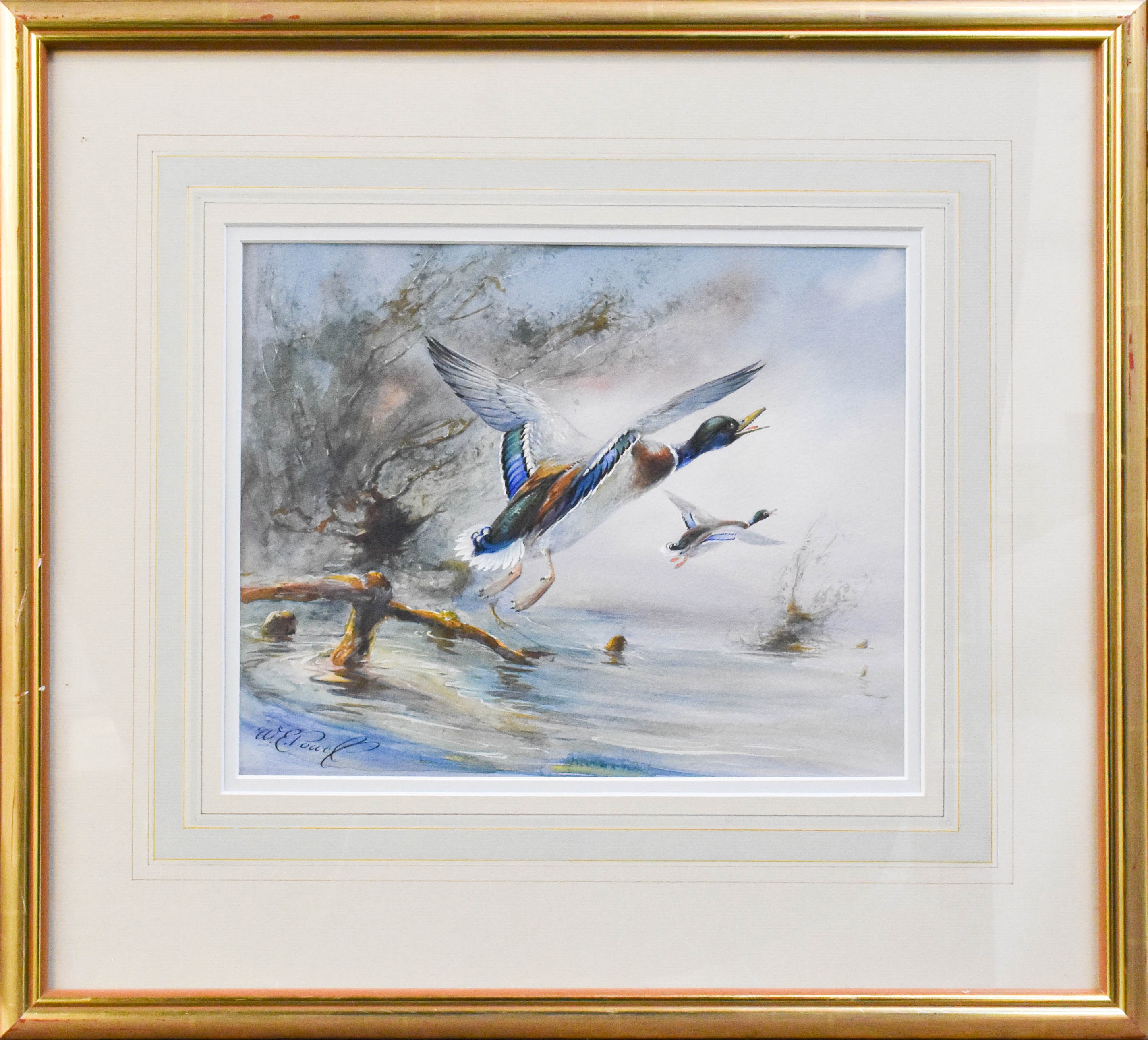 Lot 1036 - William Edward Powell (1878-1955) Mallards