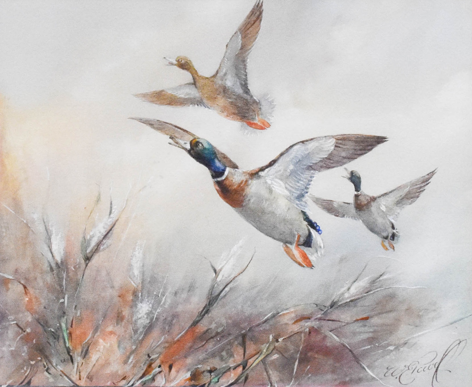 Lot 1036 - William Edward Powell (1878-1955) Mallards