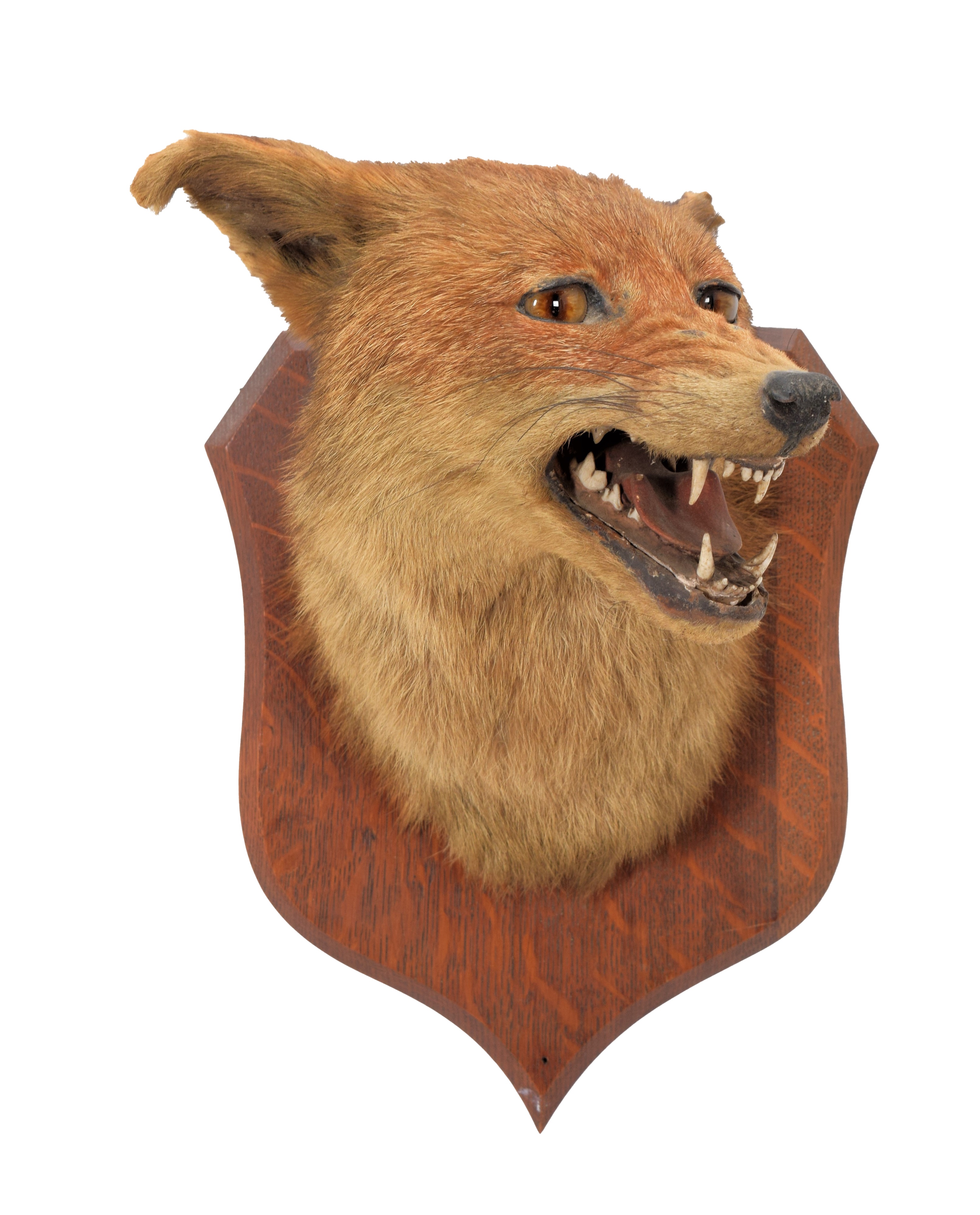 Lot 333 - Taxidermy: Red Fox Mask (Vulpes vulpes),