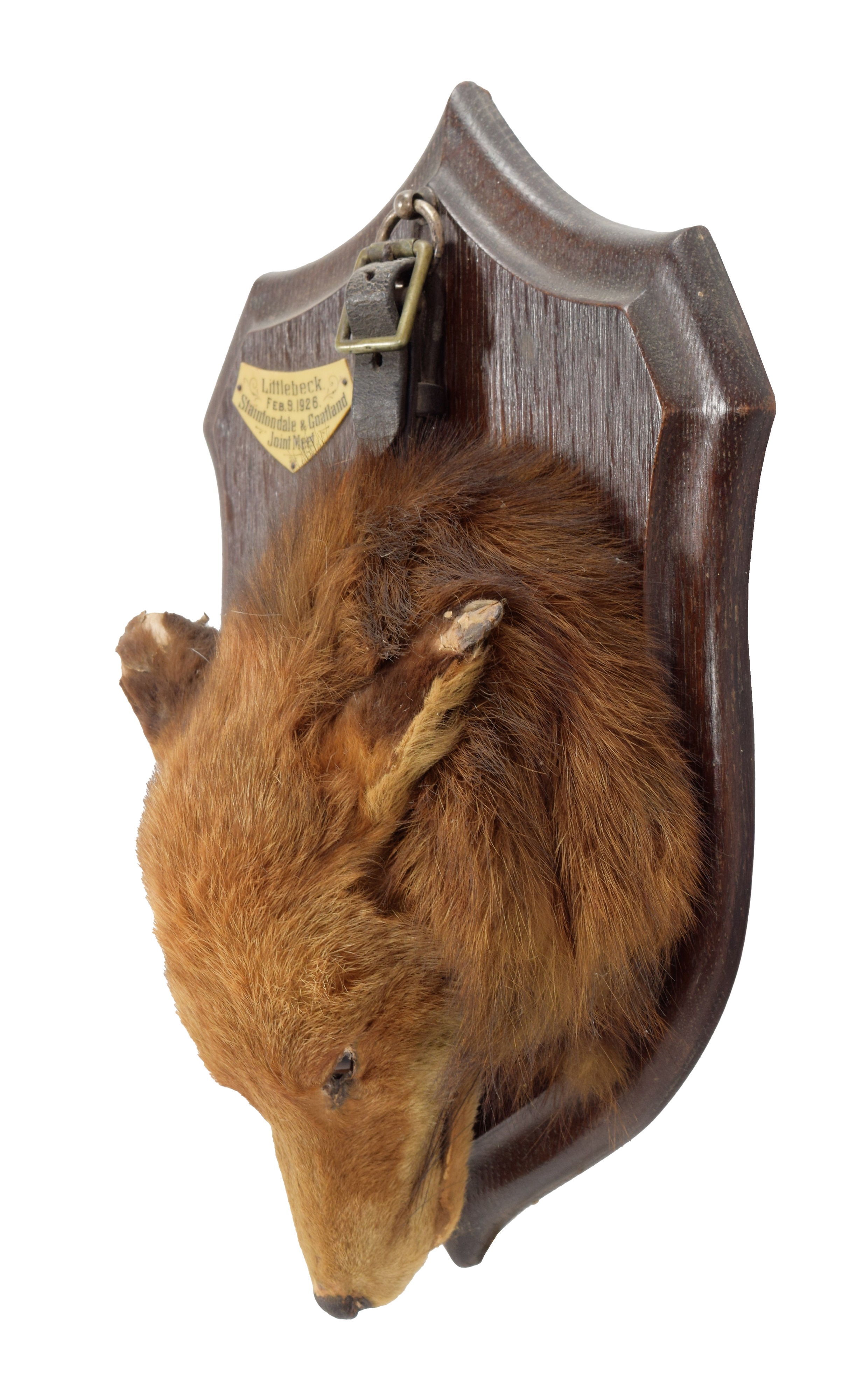 Lot 169 - Taxidermy: A Red Fox Death Mask (Vulpes