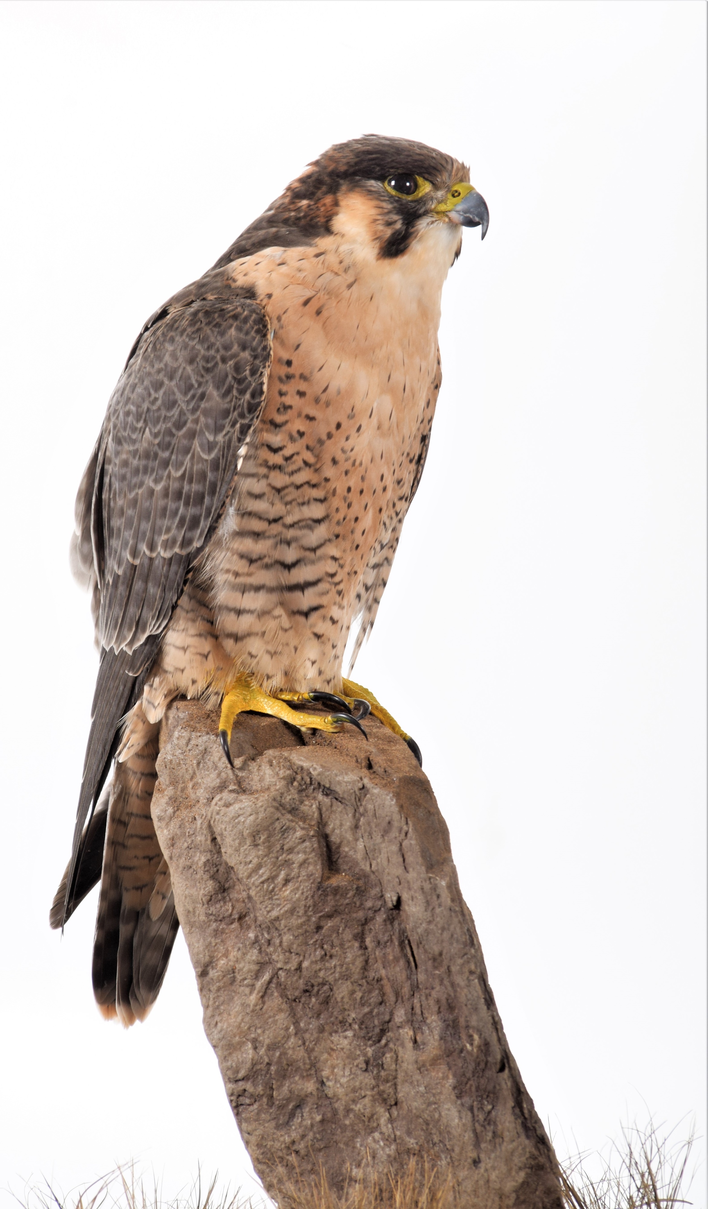 Lot 236 - Taxidermy: A Cased Barbary Falcon (Falco