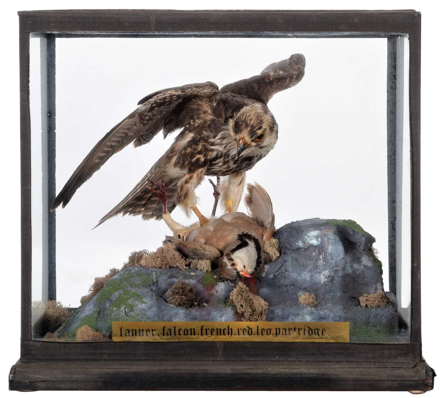 Lot 172 - Taxidermy: A Cased Lanner Falcon (Falco