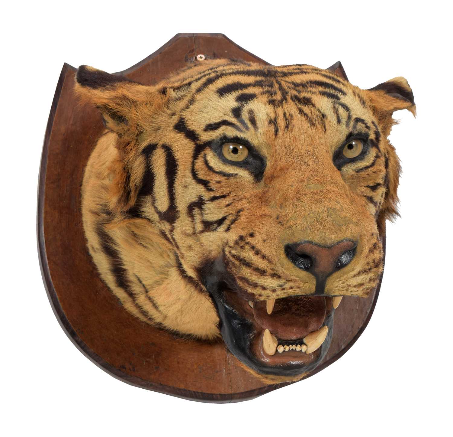 Lot 281 - Taxidermy: Bengal Tiger (Panthera tigris