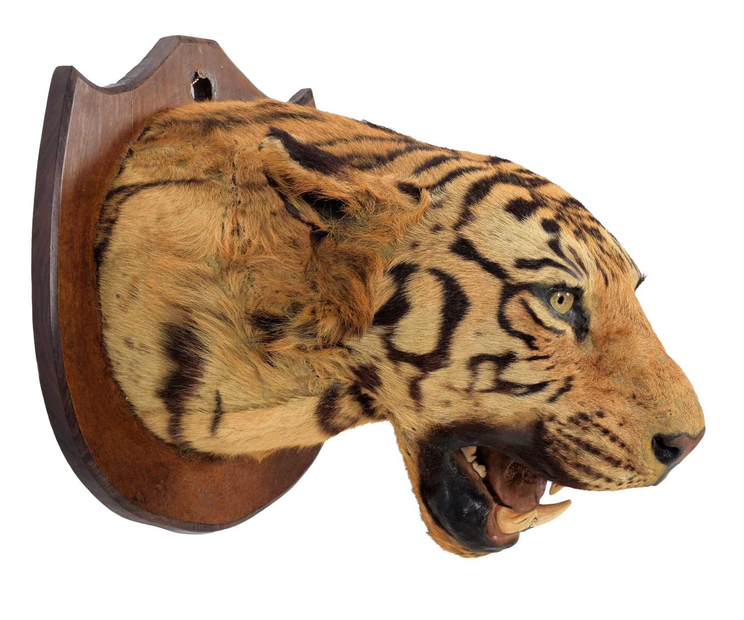 Lot 281 - Taxidermy: Bengal Tiger (Panthera tigris