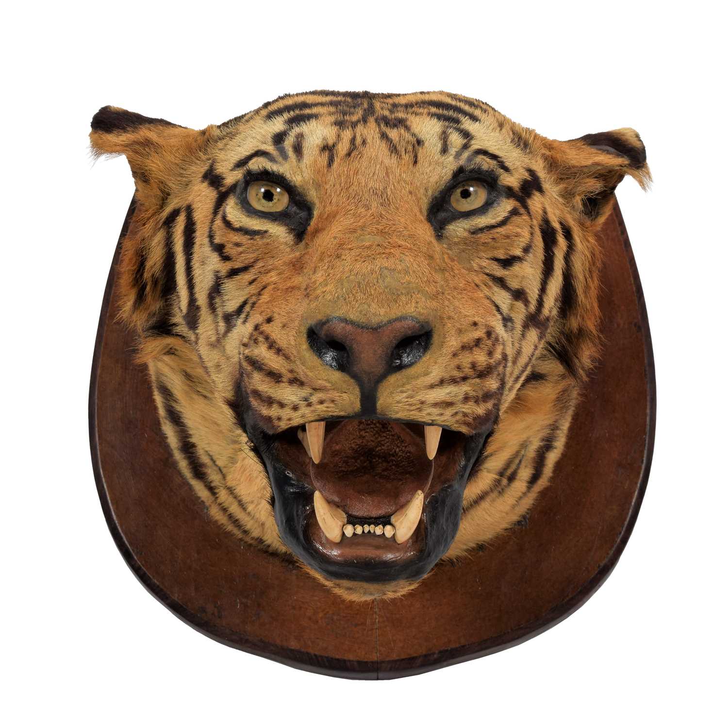 Lot 281 - Taxidermy: Bengal Tiger (Panthera tigris