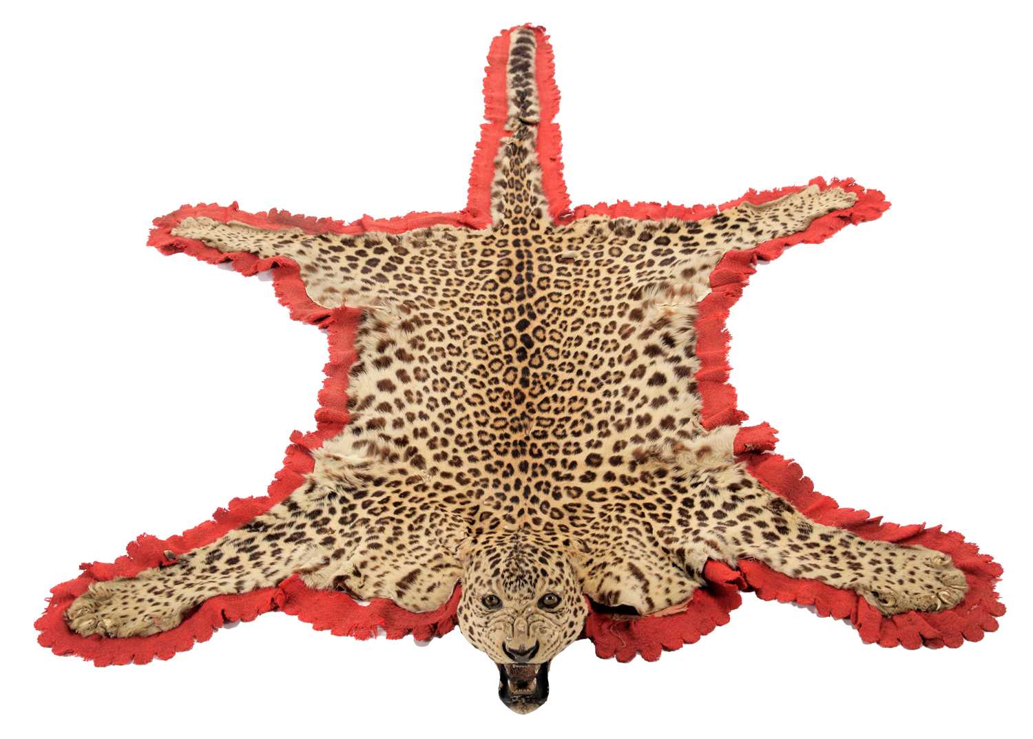 Lot 254 - Taxidermy: Indian Leopard Skin Rug (Panthera