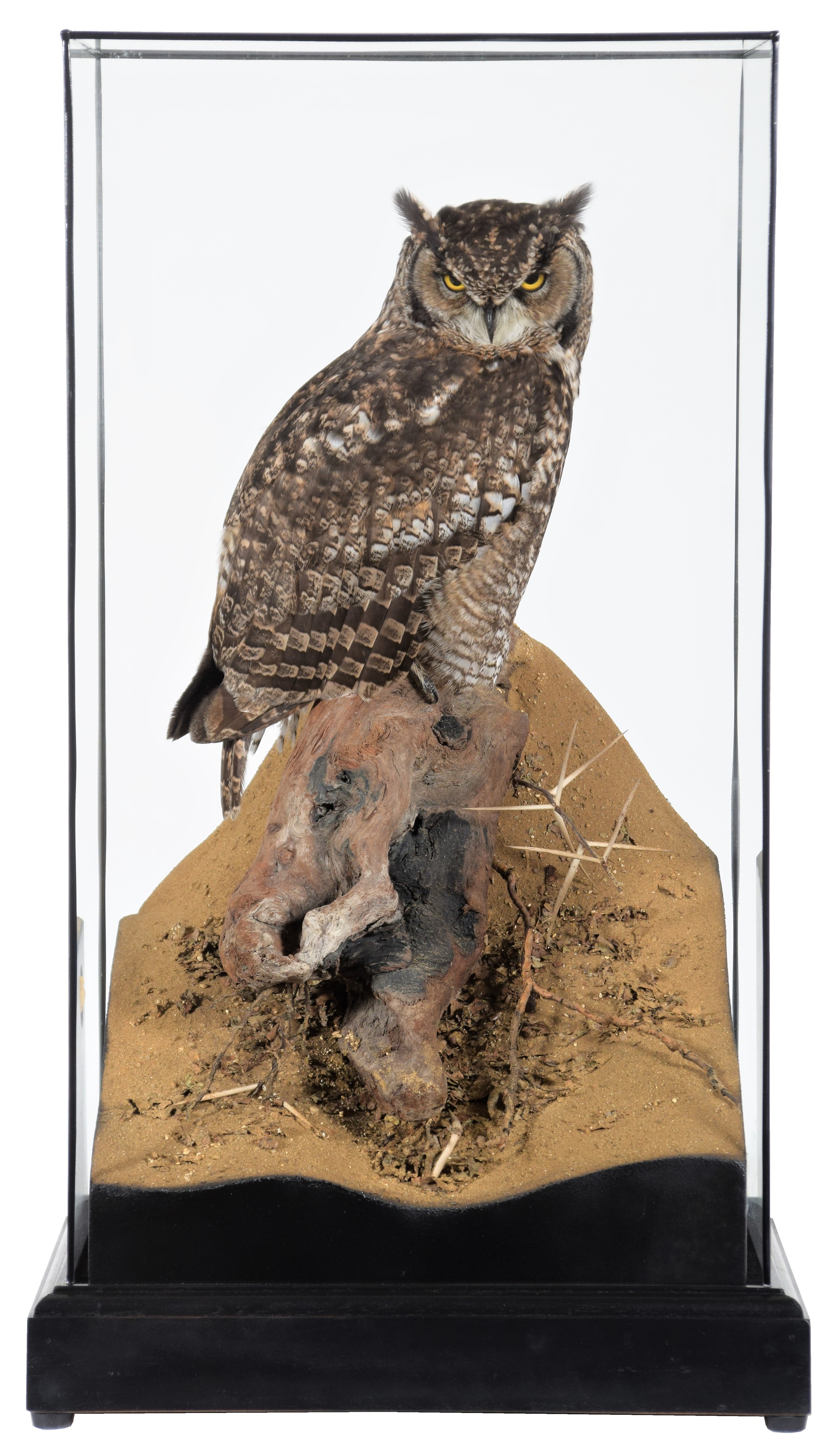 Lot 262 - Taxidermy: A Cased African Spotted Eagle Owl