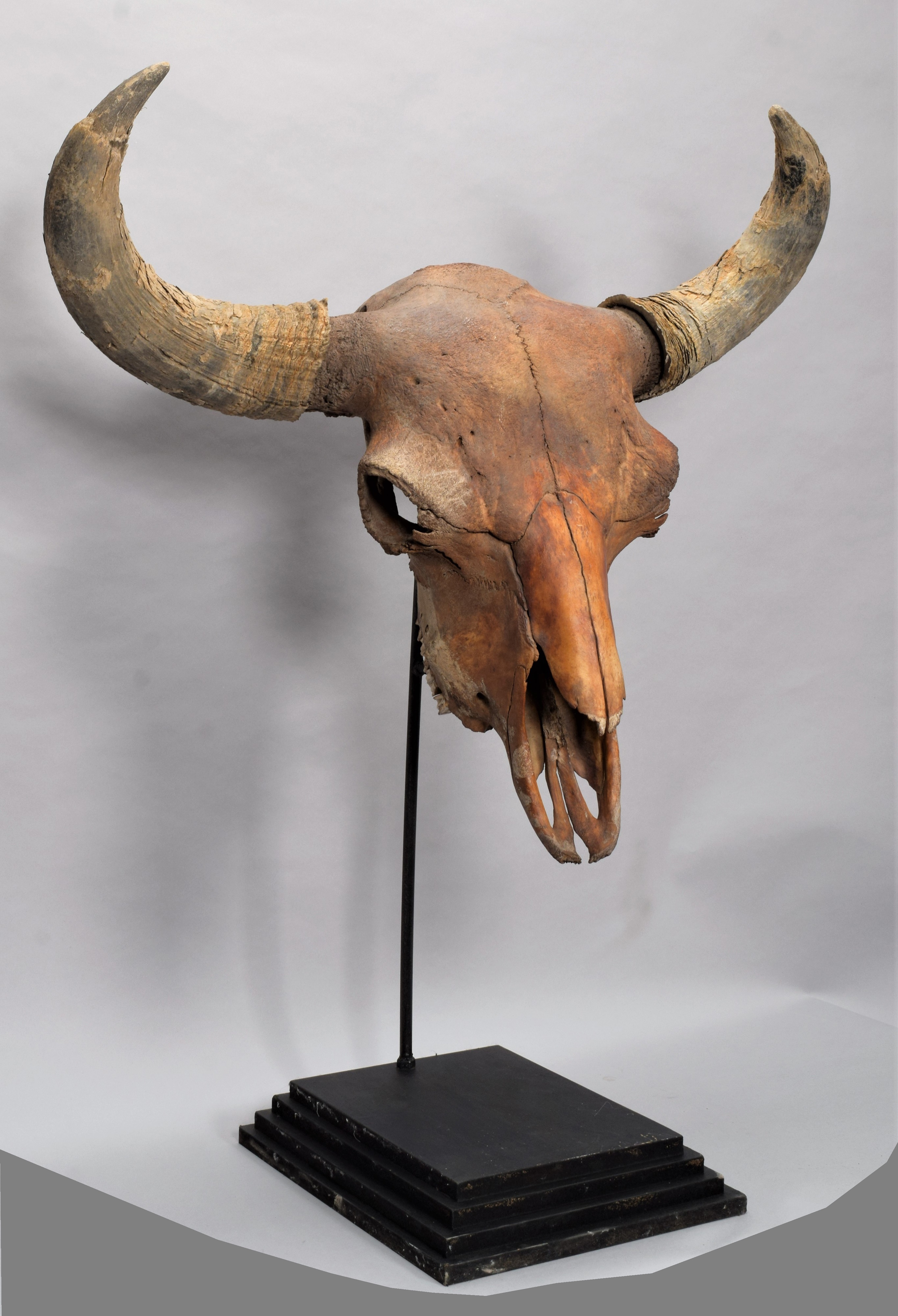 Lot 276 - Skulls/Anatomy: An Extinct Steppe Bison