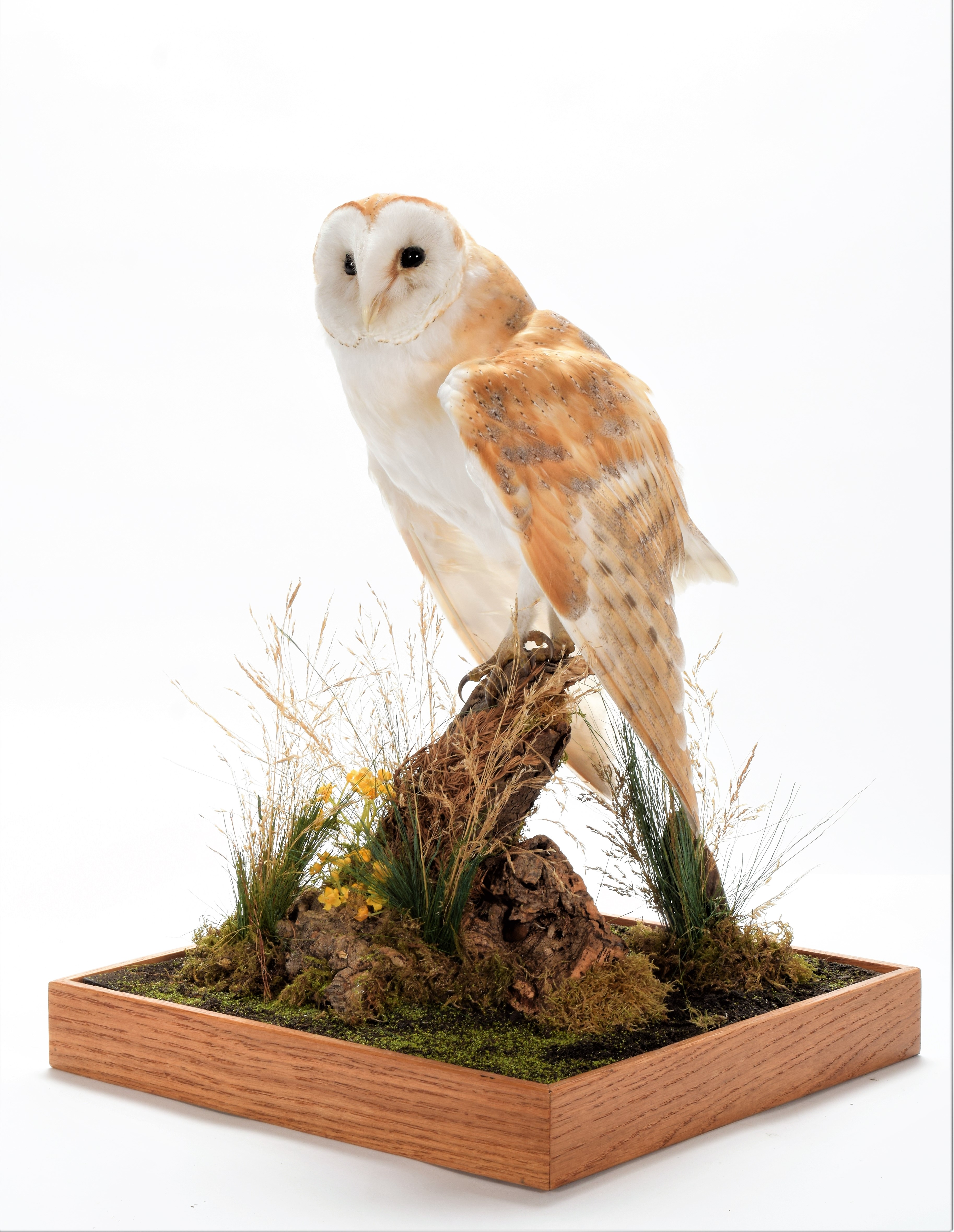 Lot 287 - Taxidermy: A European Barn Owl (Tyto alba),