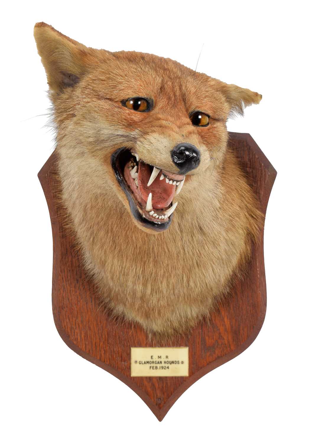Lot 364 - Taxidermy: Red Fox Mask (Vulpes vulpes),