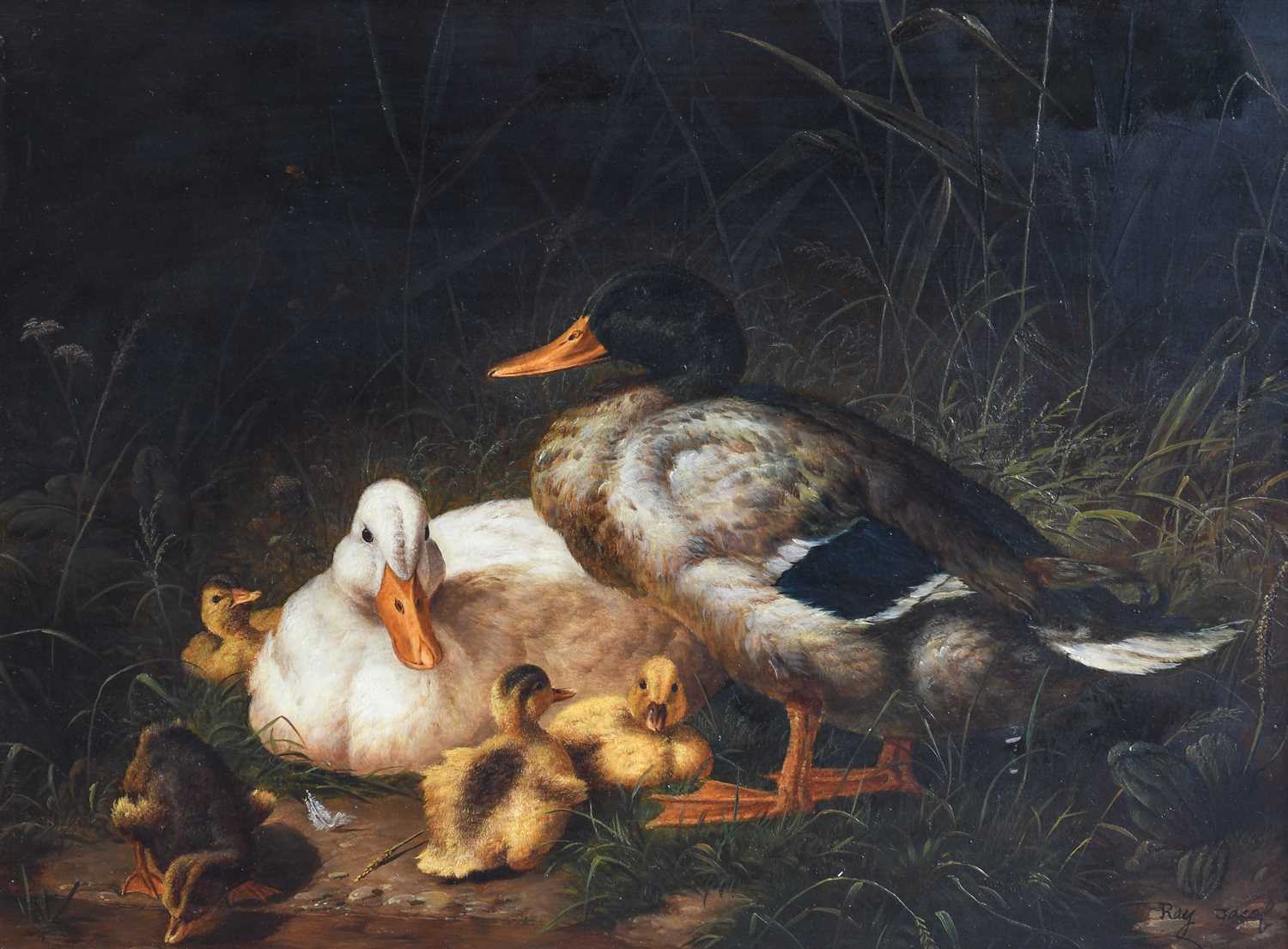 Lot 1049 - Ray Jacob (20th Century) Study of ducks and