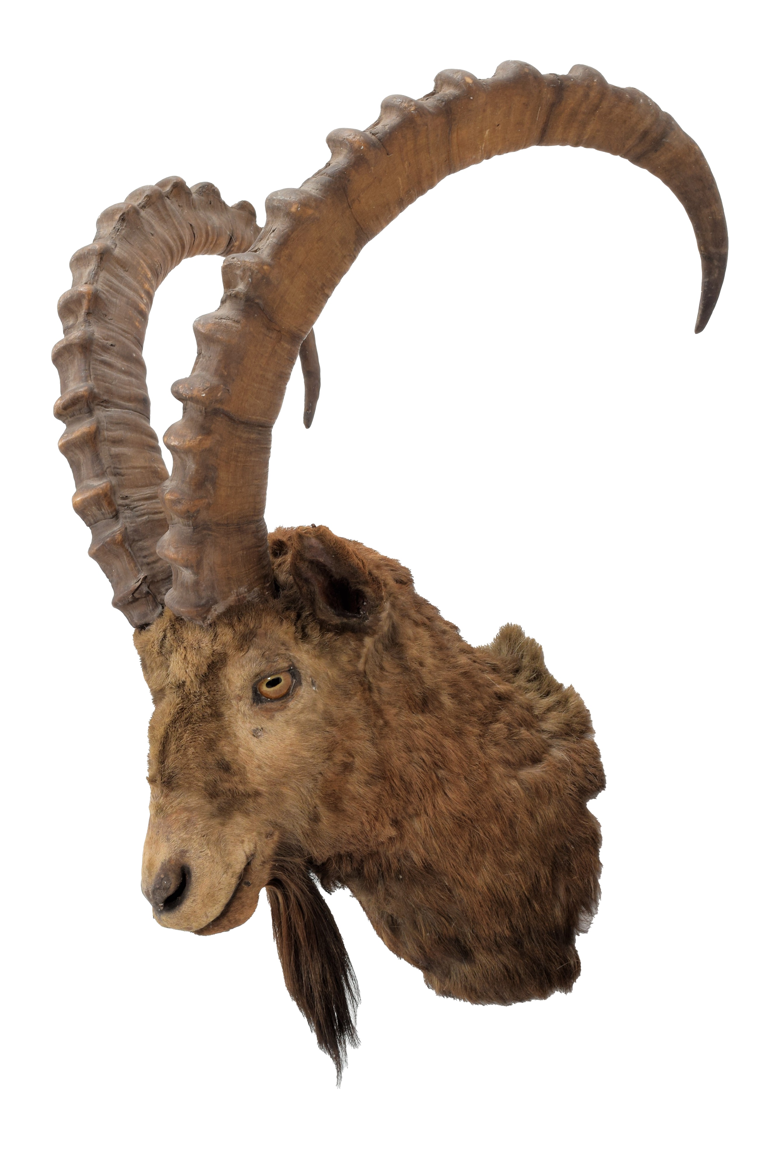 Lot 92 - Taxidermy: Siberian Ibex (Capra sibirica),