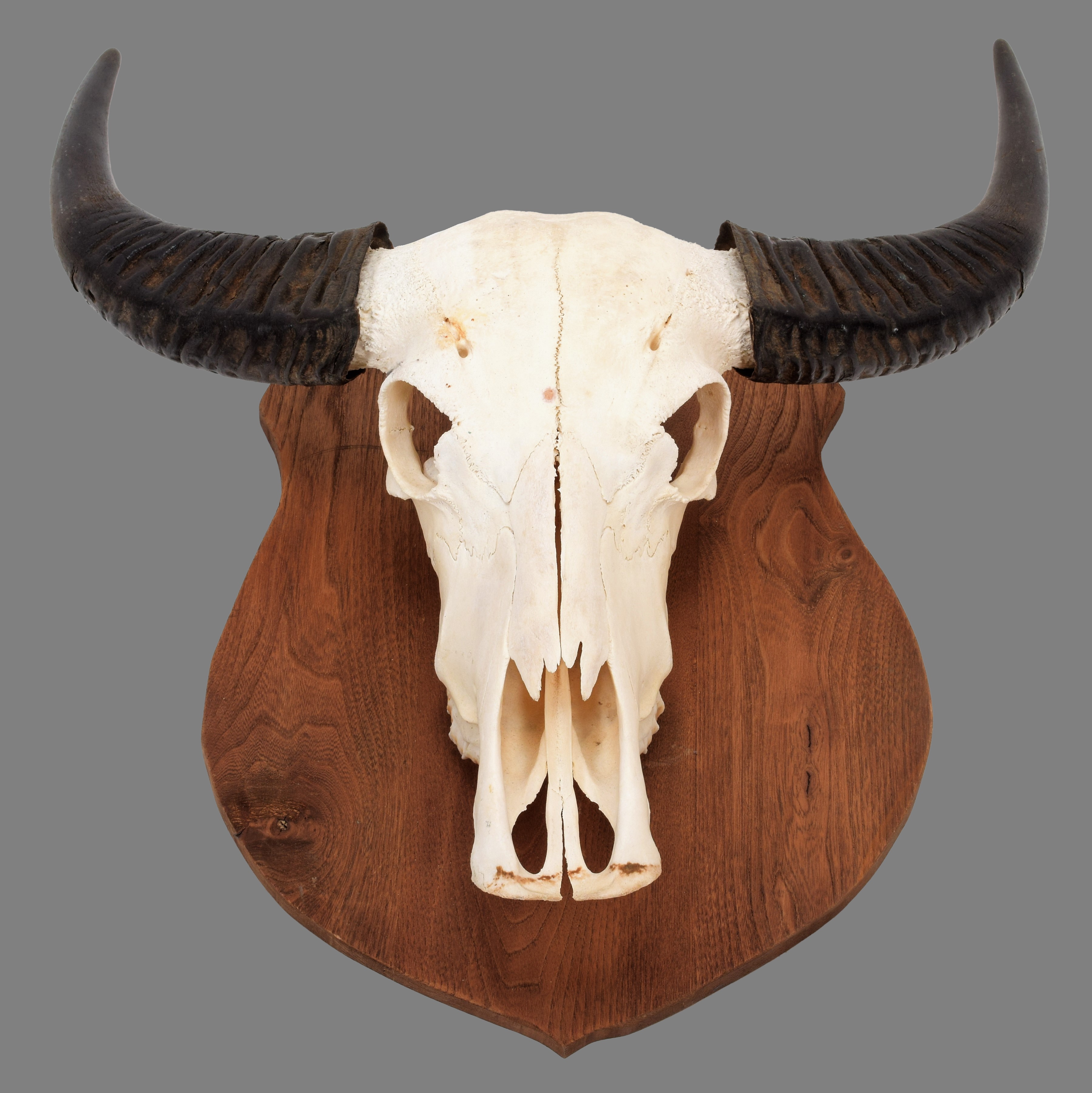 Lot 100 - Skulls/Horns: An Asian Water Buffalo Skull