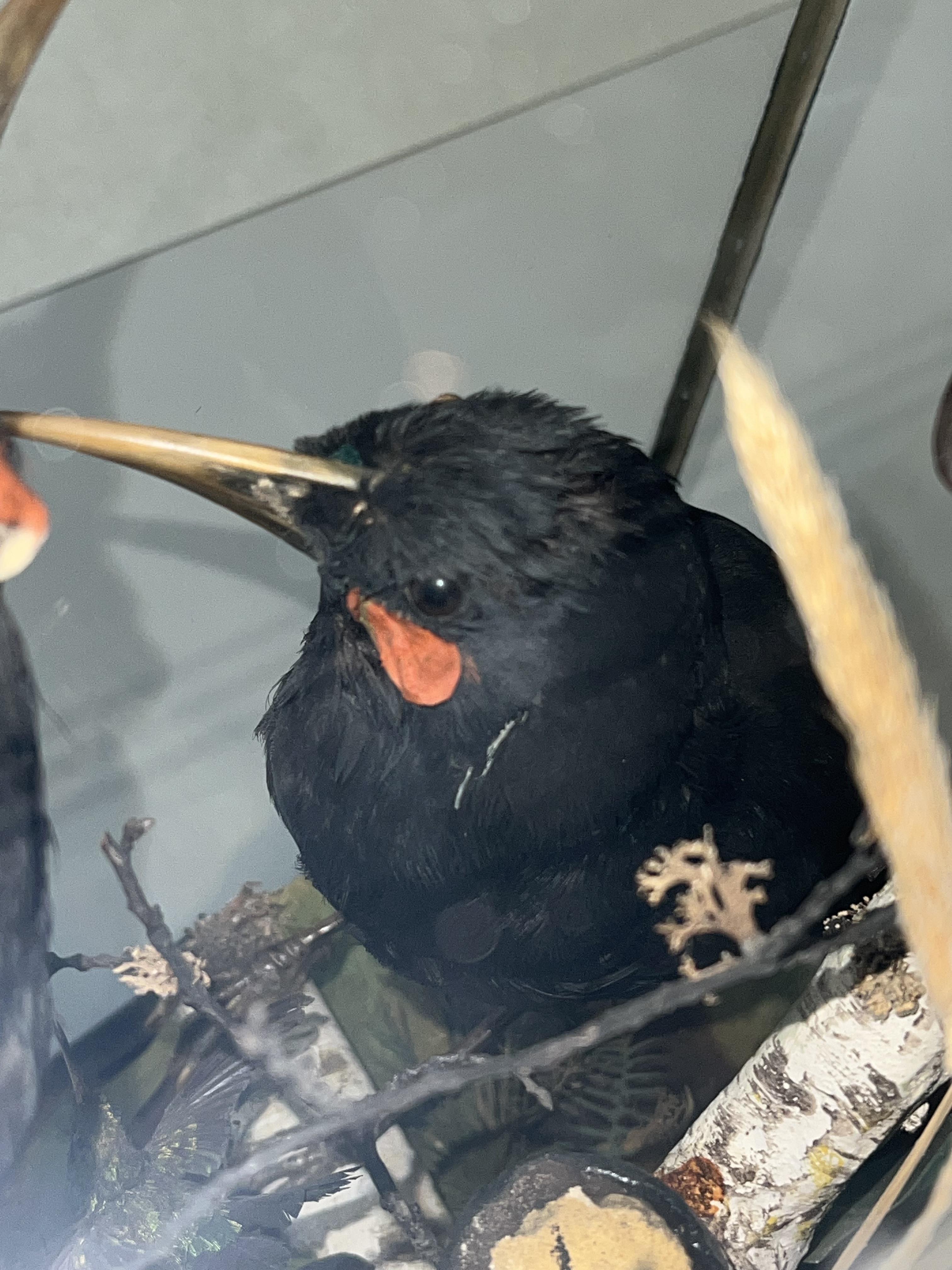 Lot 382 - Taxidermy: A Cased Pair of Extinct New