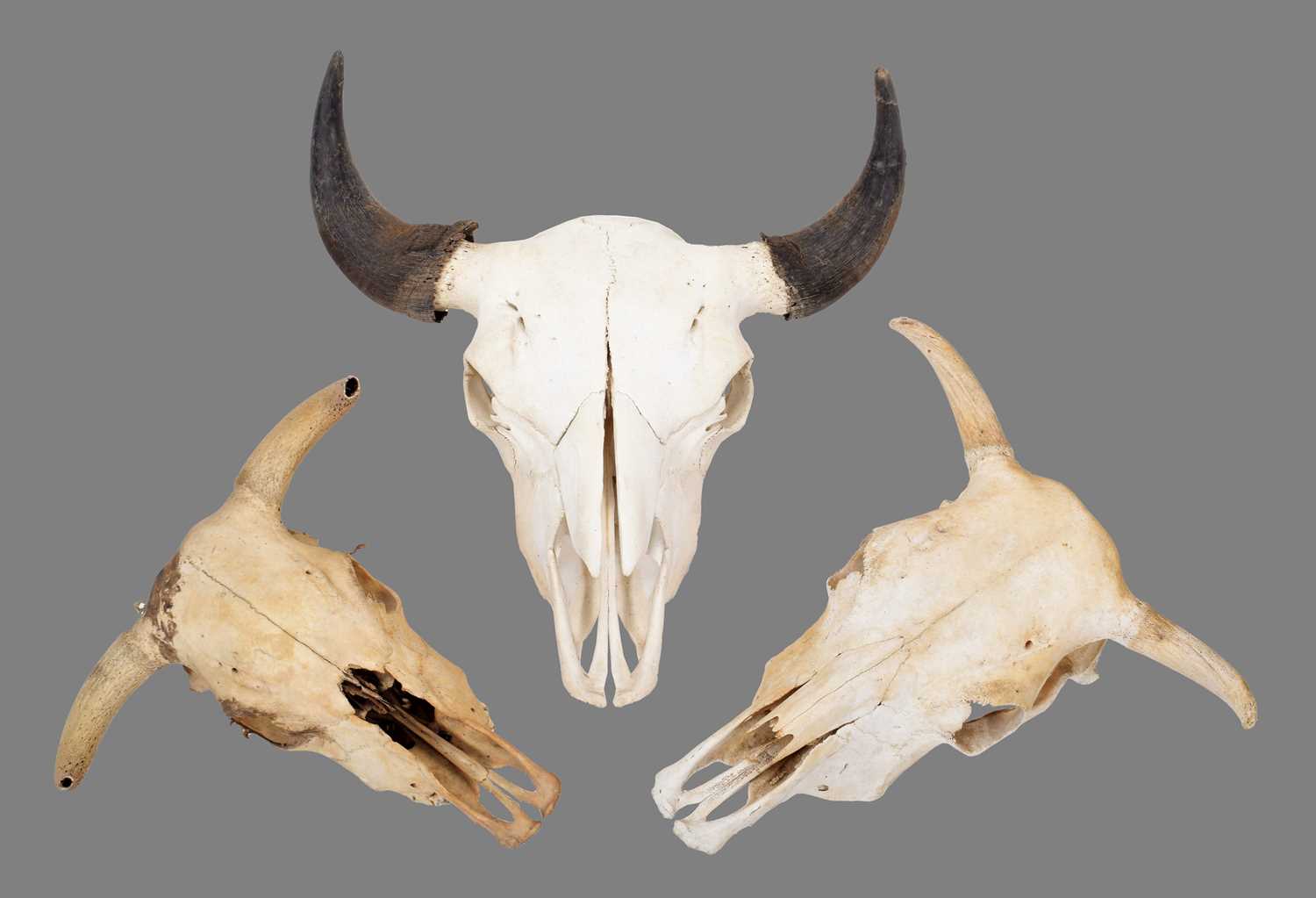Lot 242 - Skulls/Anatomy: A North American Bison Skull