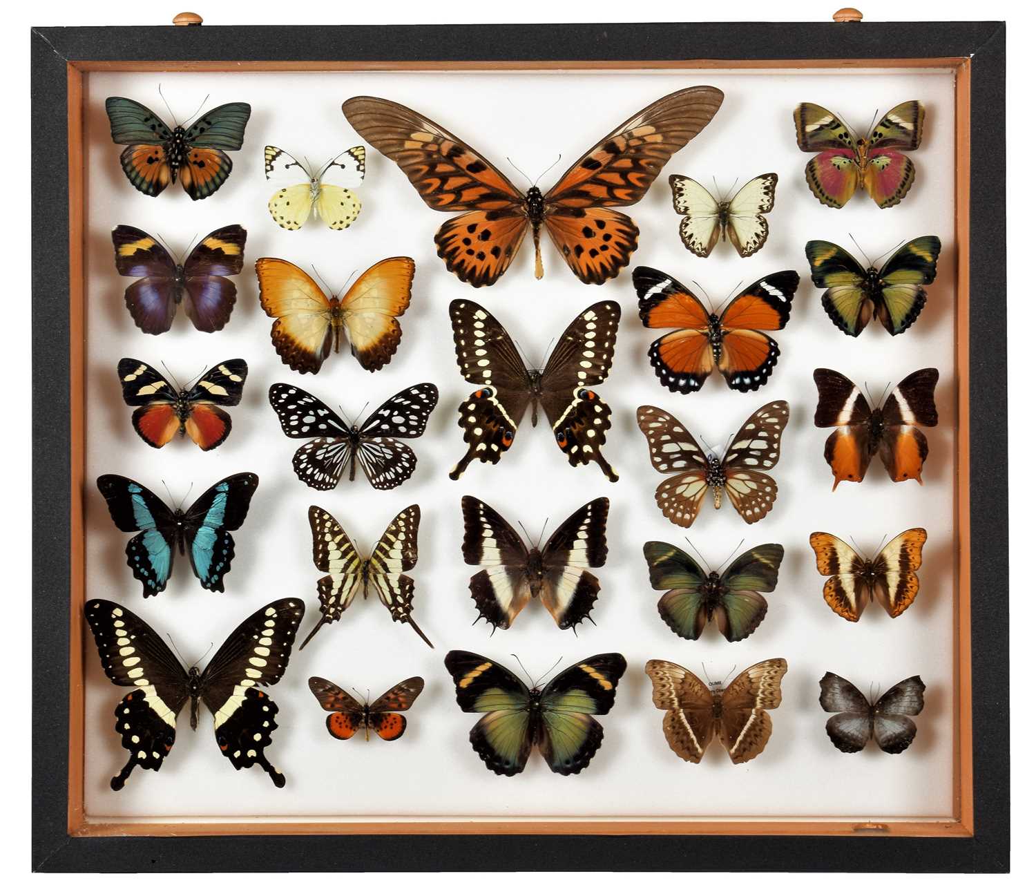 Lot 336 - Entomology: A Single Glazed Display of