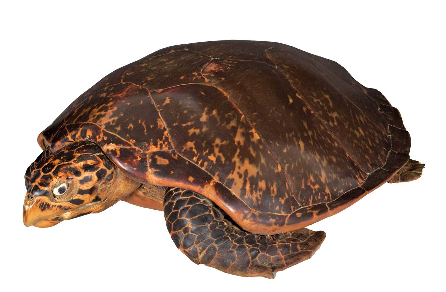 Lot 379 - Taxidermy: Hawksbill Sea Turtle