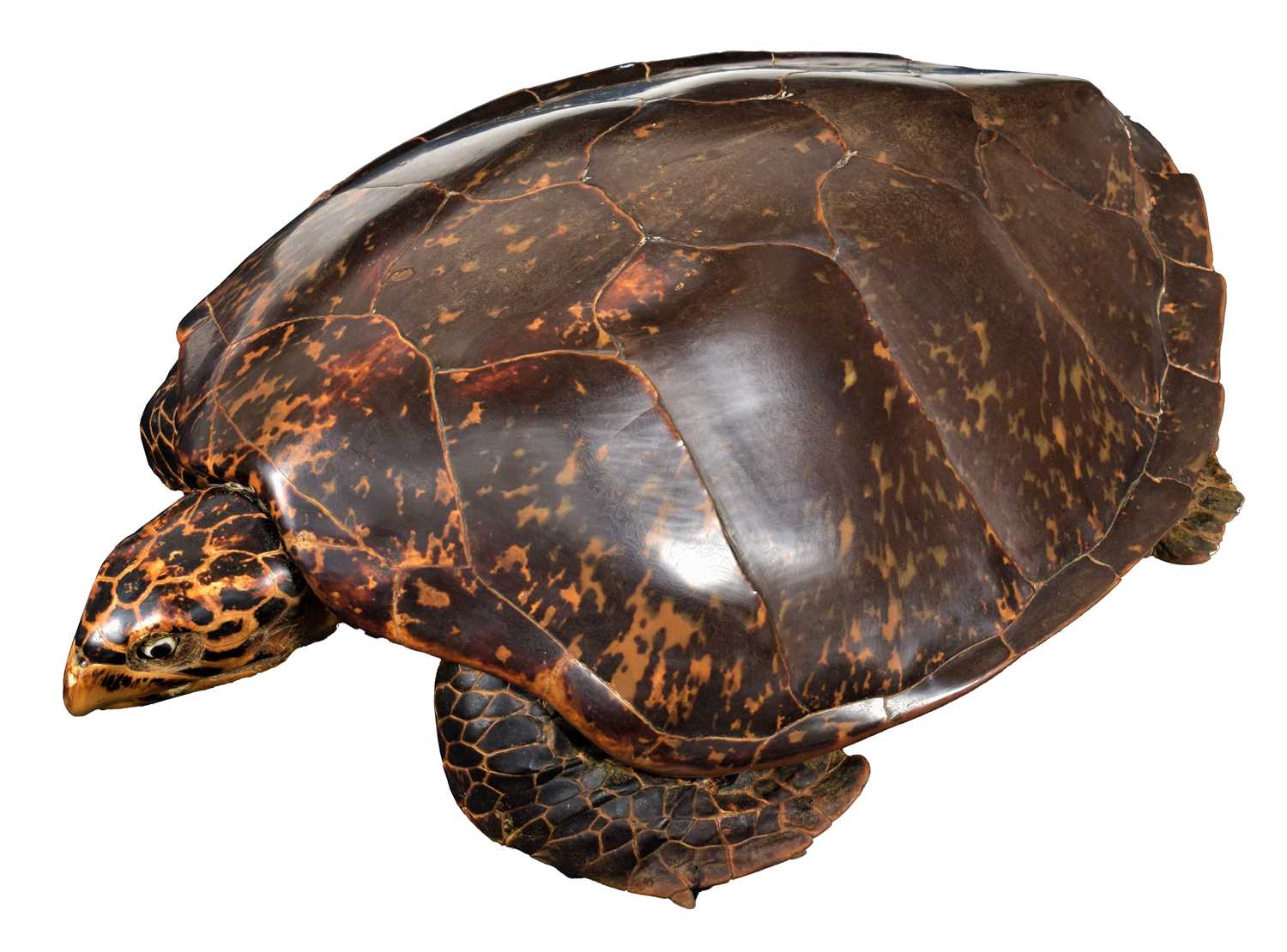 Lot 379 - Taxidermy: Hawksbill Sea Turtle