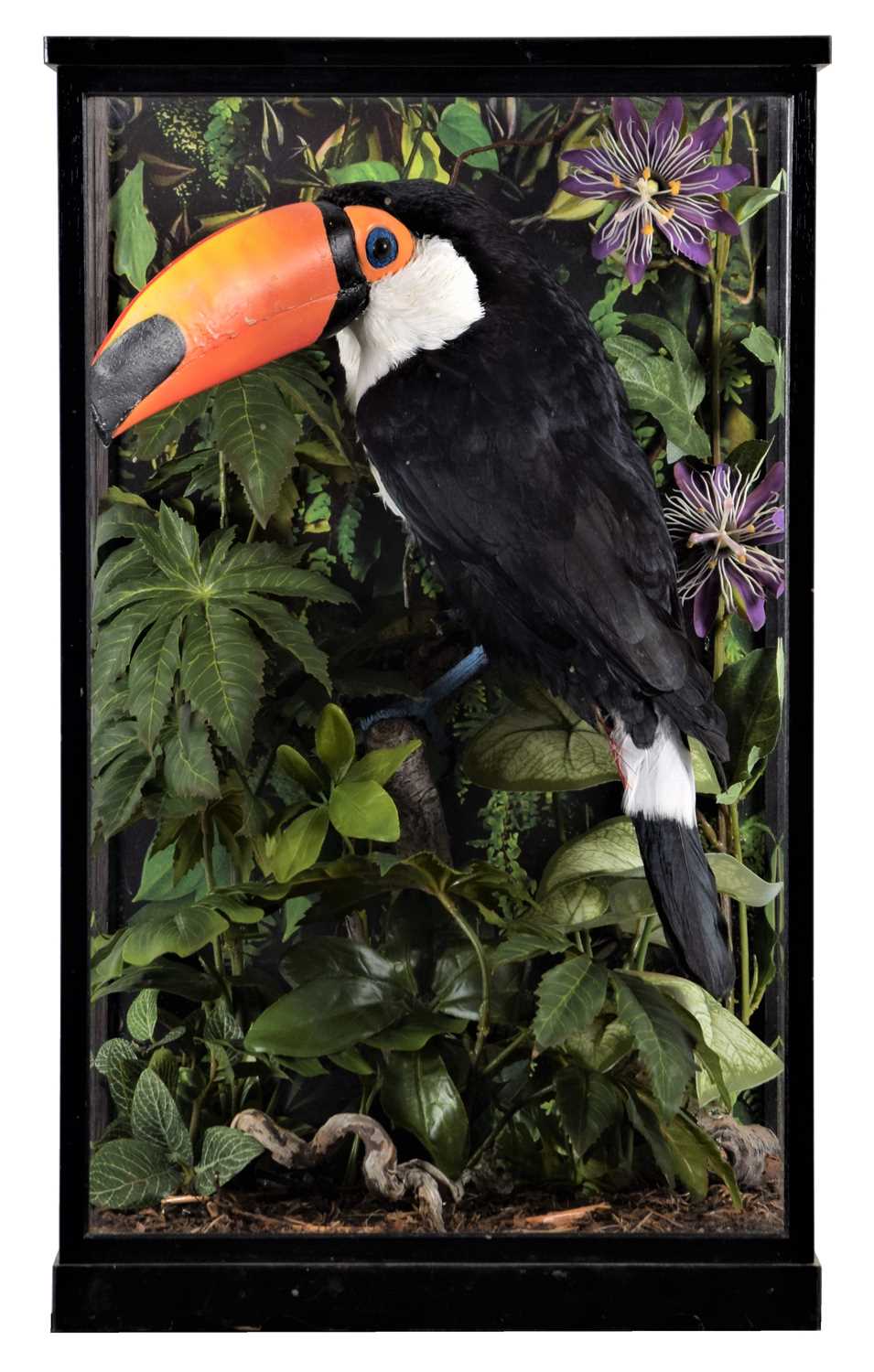 Lot 173 - Taxidermy: A Cased Re-Creation of a Toco