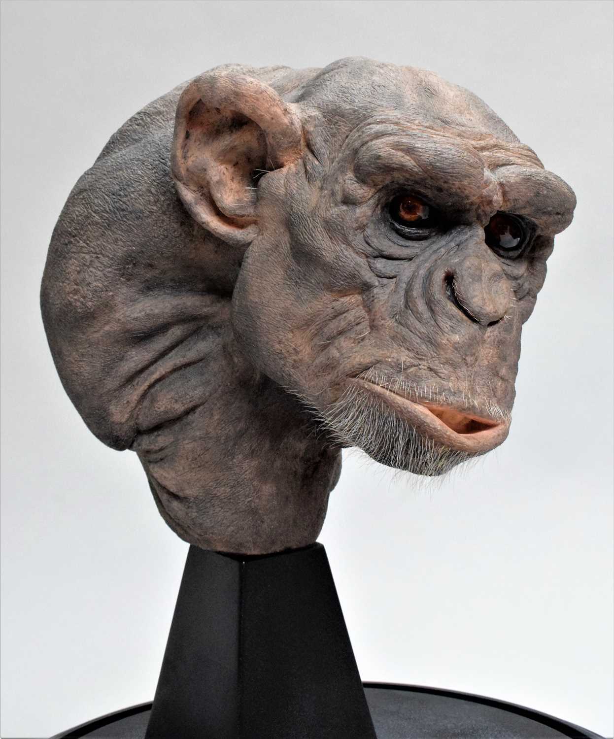 Lot 356 - Hyper Realism: "Lucy" The Chimpanzee, dated