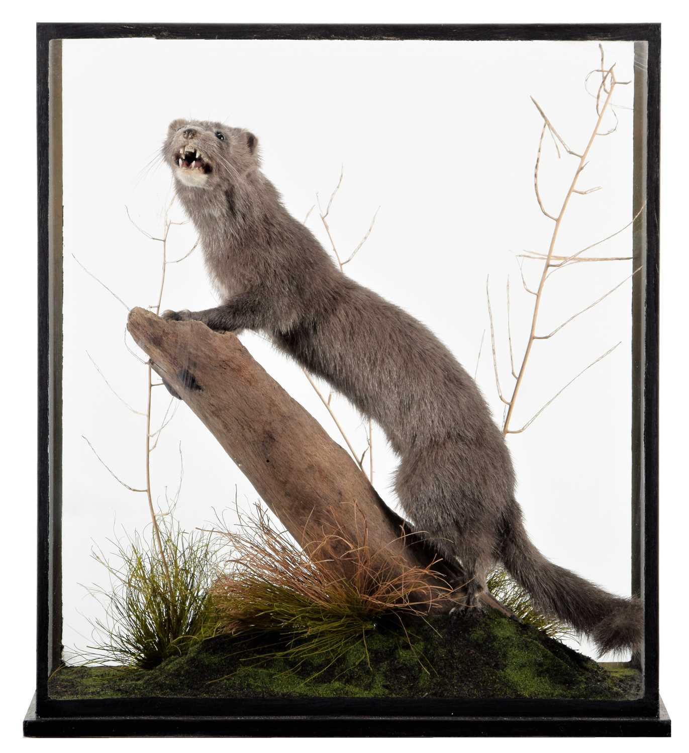 Lot 51 - Taxidermy: A Cased Blue Mink (Mustela