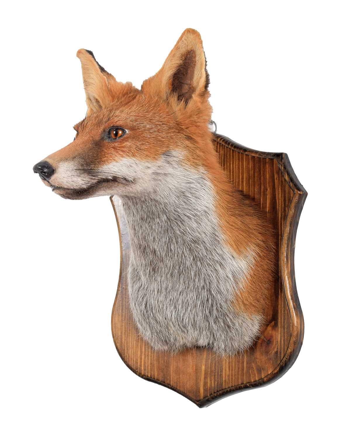 Lot 2080 - Taxidermy: A European Red Fox Mask (Vulpes