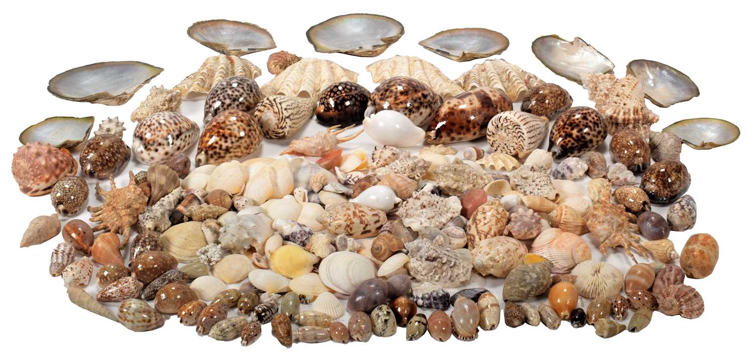 Lot 135 - Conchology: A Collection of World Sea Shells,