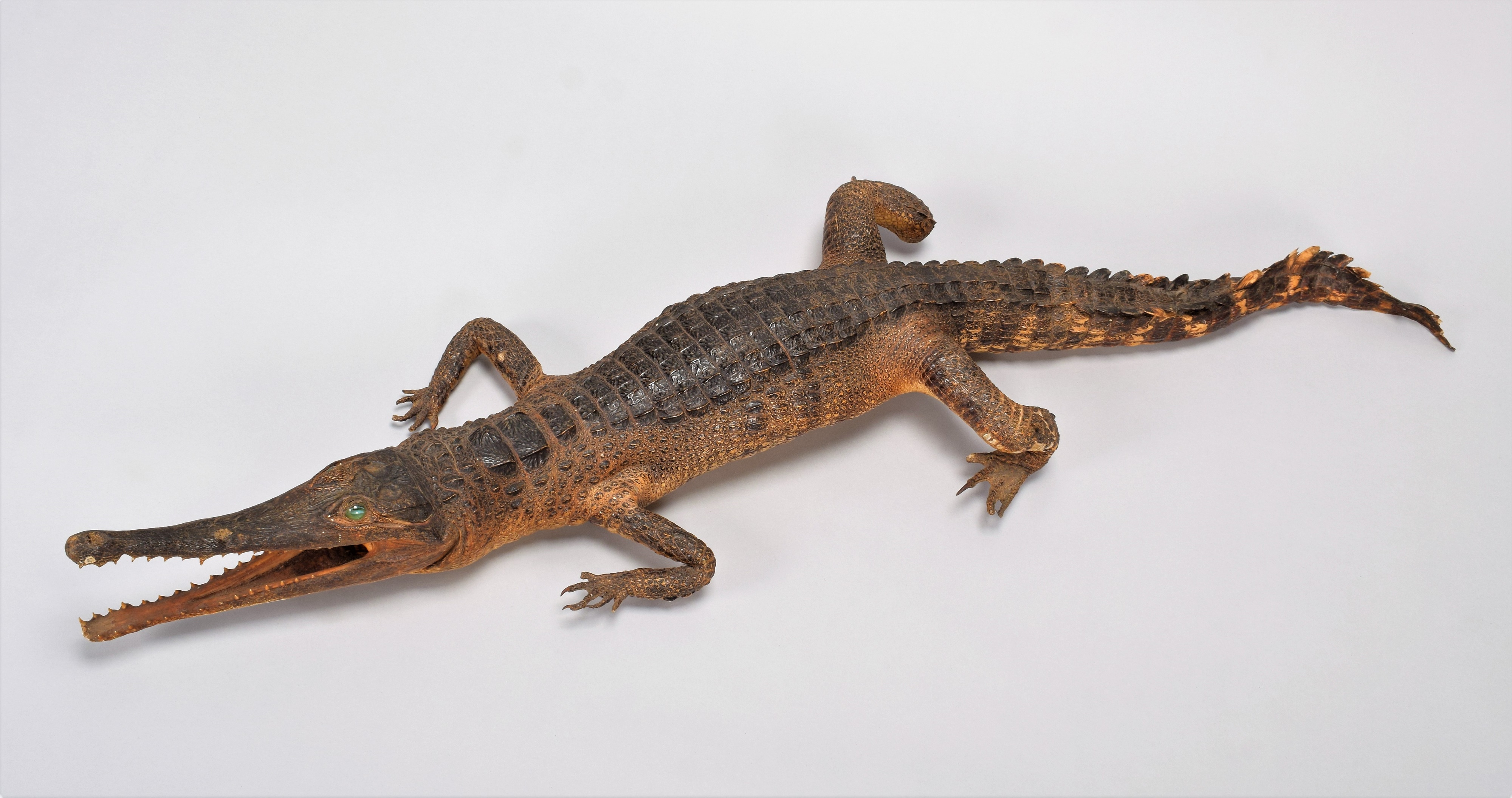 Lot 288 - Taxidermy: A False Gharial (Tomistoma