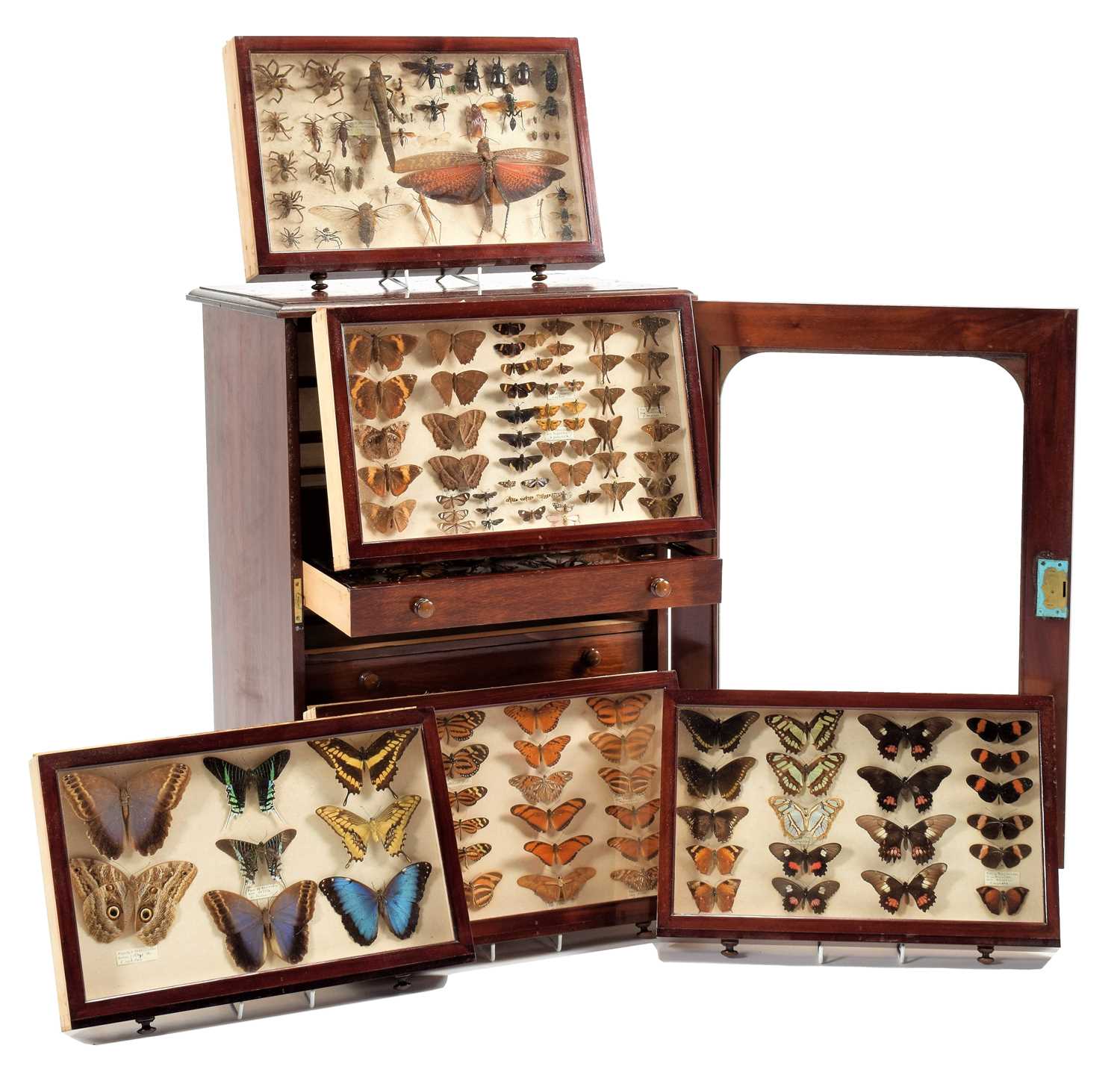 Lot 326 - Entomology: A Collection of World & European