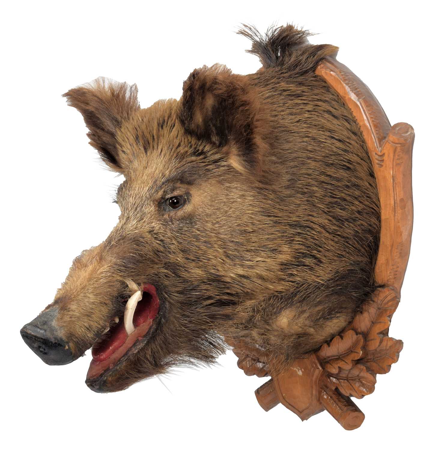 Lot 2039 - Taxidermy: A European Wild Boar (Sus