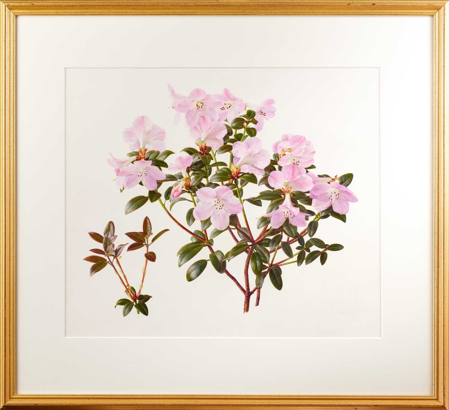 Lot 50 - Raymond Booth (1929-2015) “Rhododedron