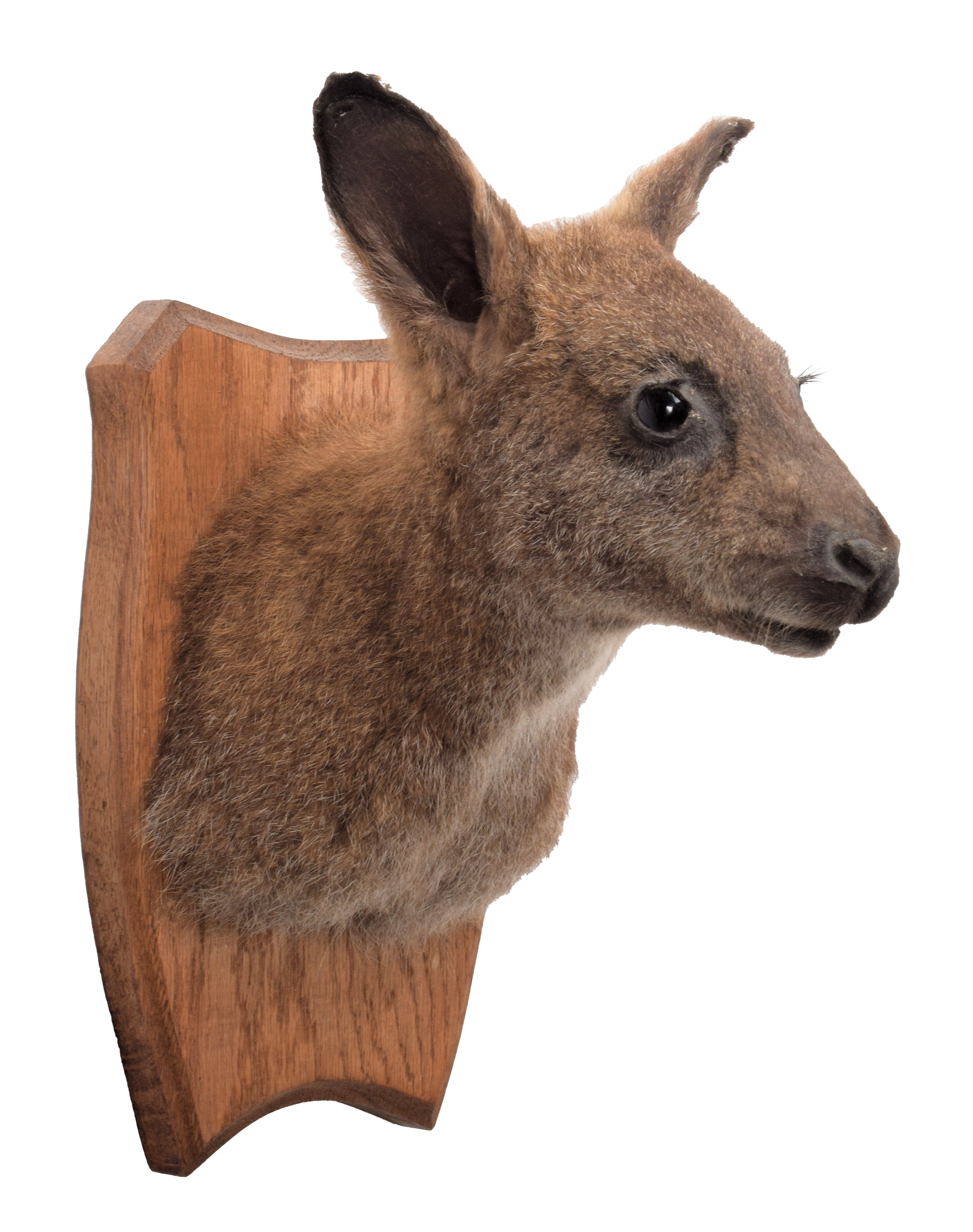 Lot 2059 - Taxidermy: A Bennett's Wallaby