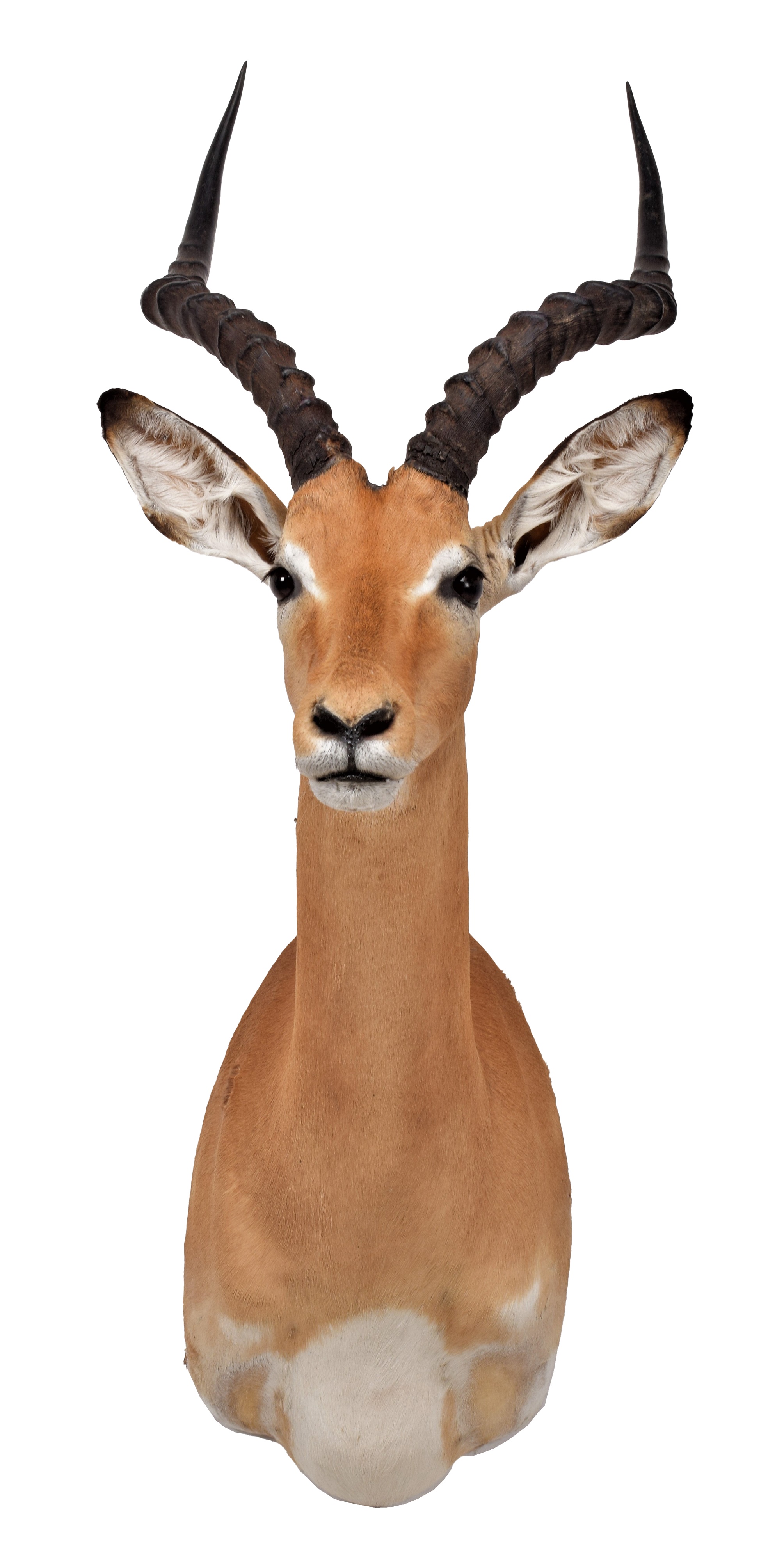 Lot 2008 - Taxidermy: Southern Impala (Aepyceros