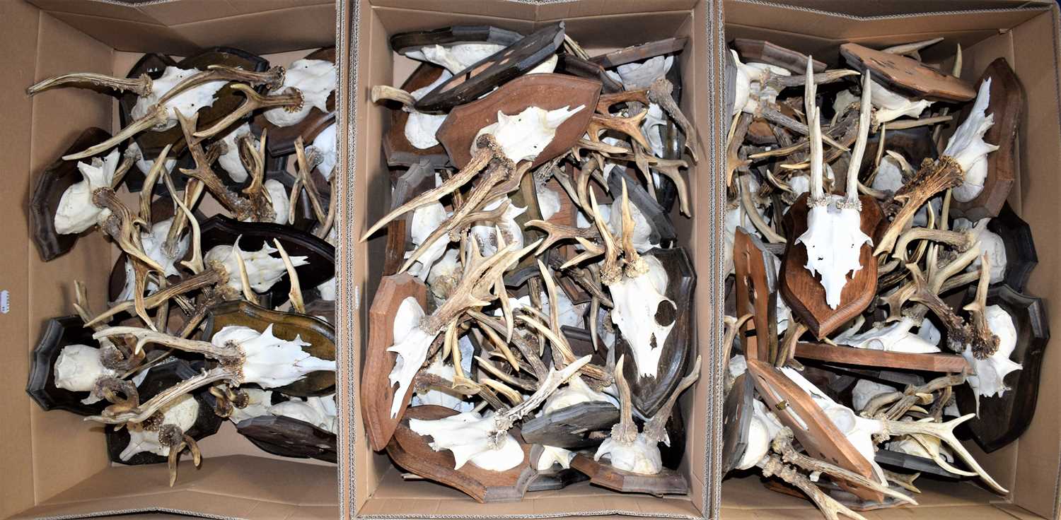 Lot 2094 - Antlers/Horns: A Large Collection of