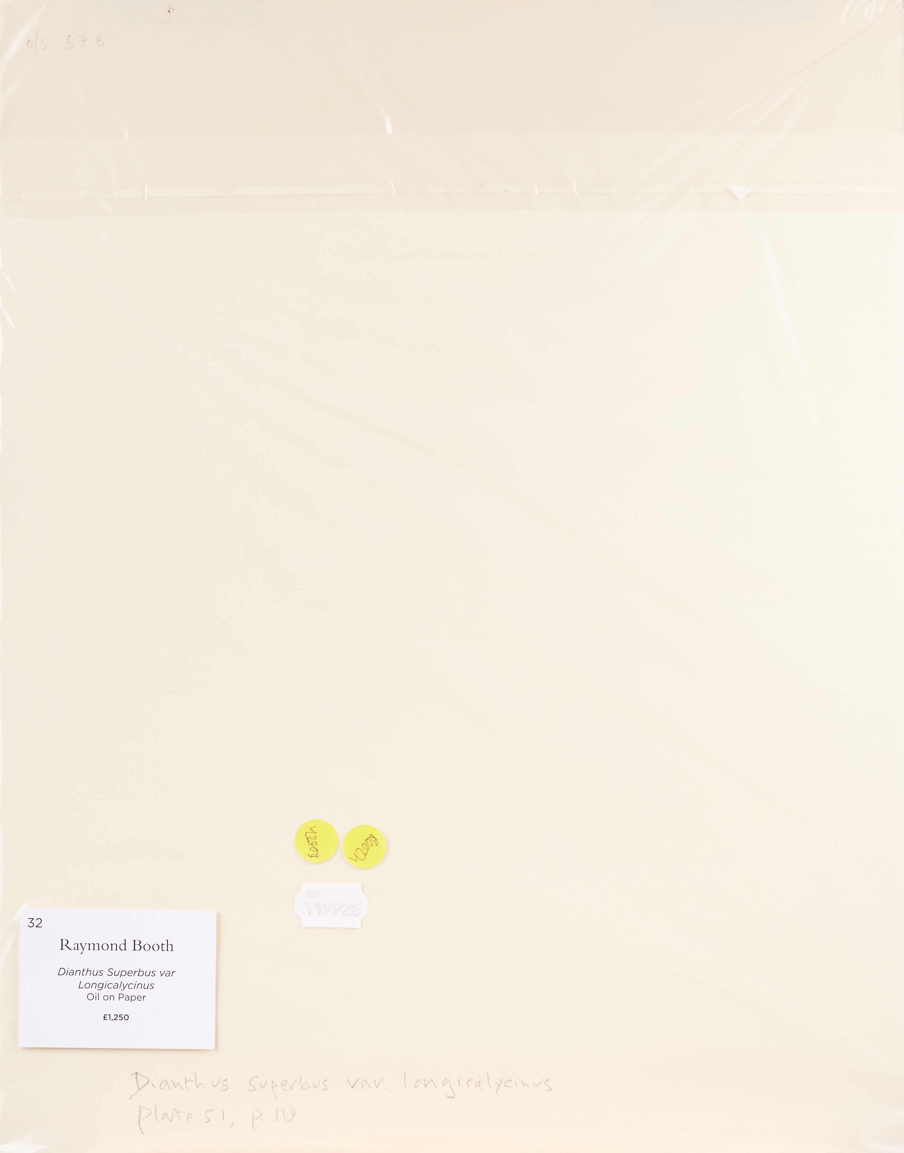 Lot 63 - Raymond Booth (1929-2015) "Dianthus Superbus