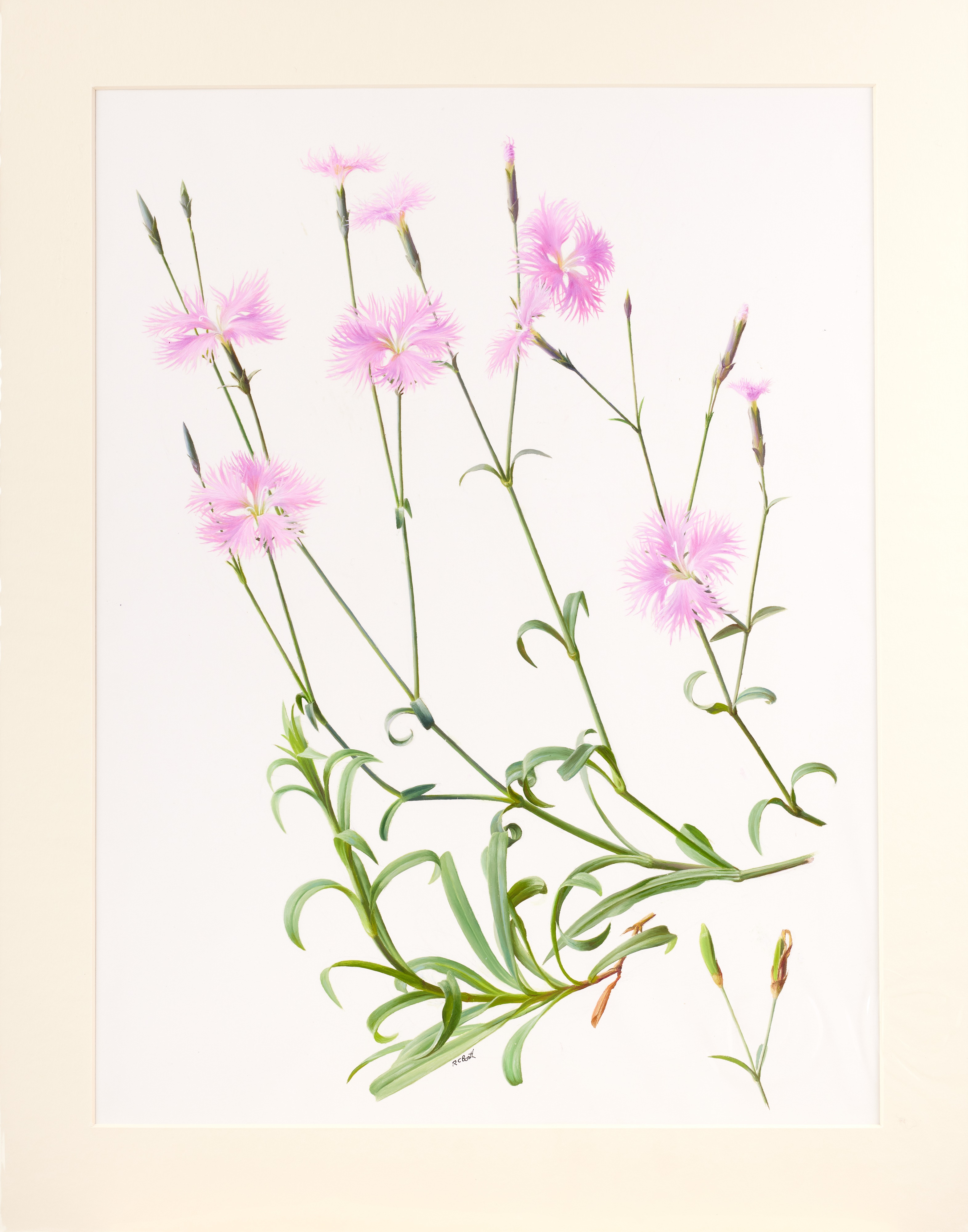 Lot 63 - Raymond Booth (1929-2015) "Dianthus Superbus