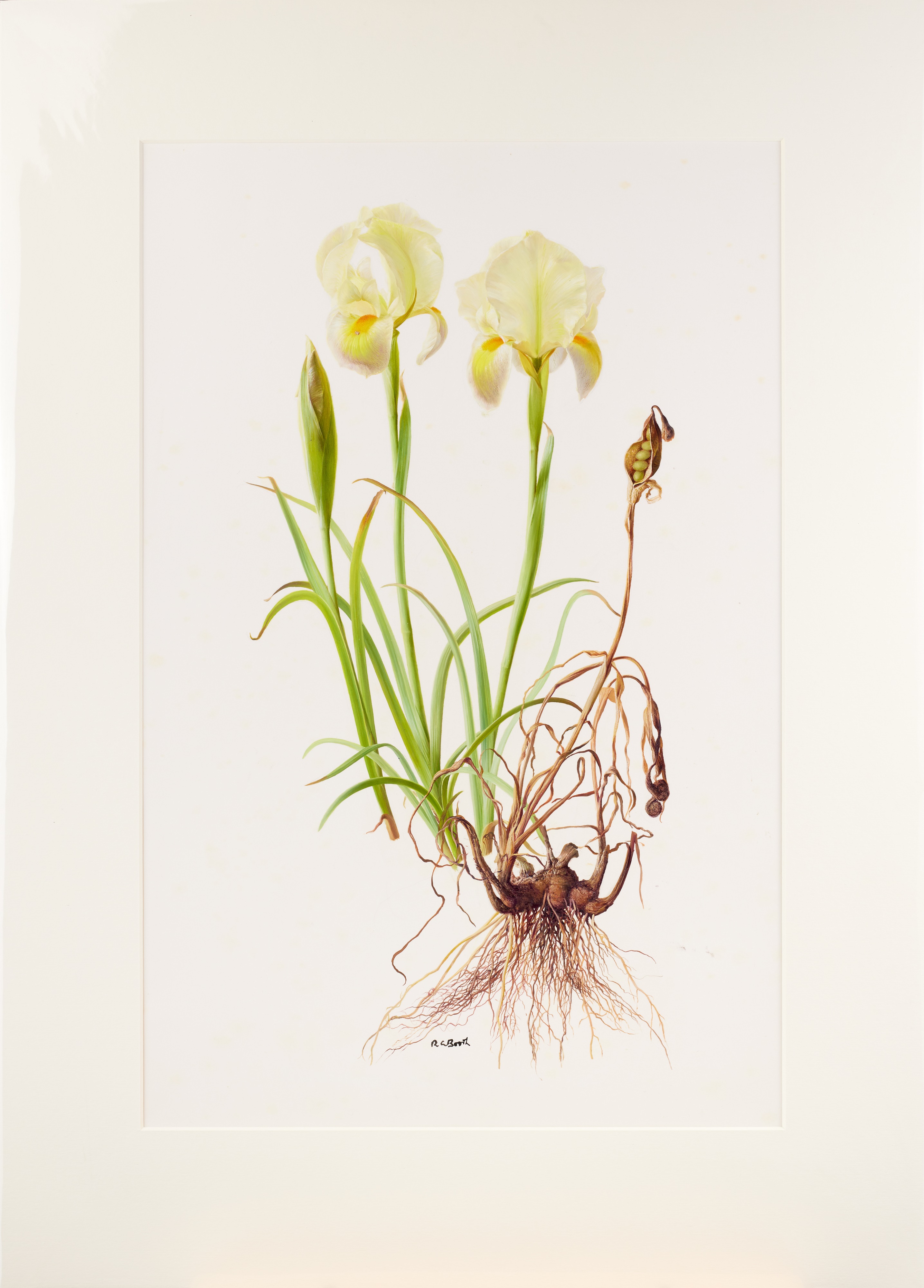Lot 69 - Raymond Booth (1929-2015) "Iris Barnamuae var