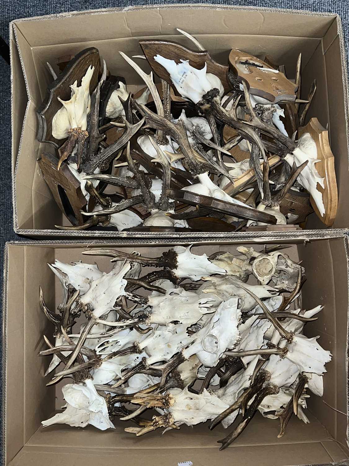 Lot 1182 - Antlers/Horns: A Large Collection of