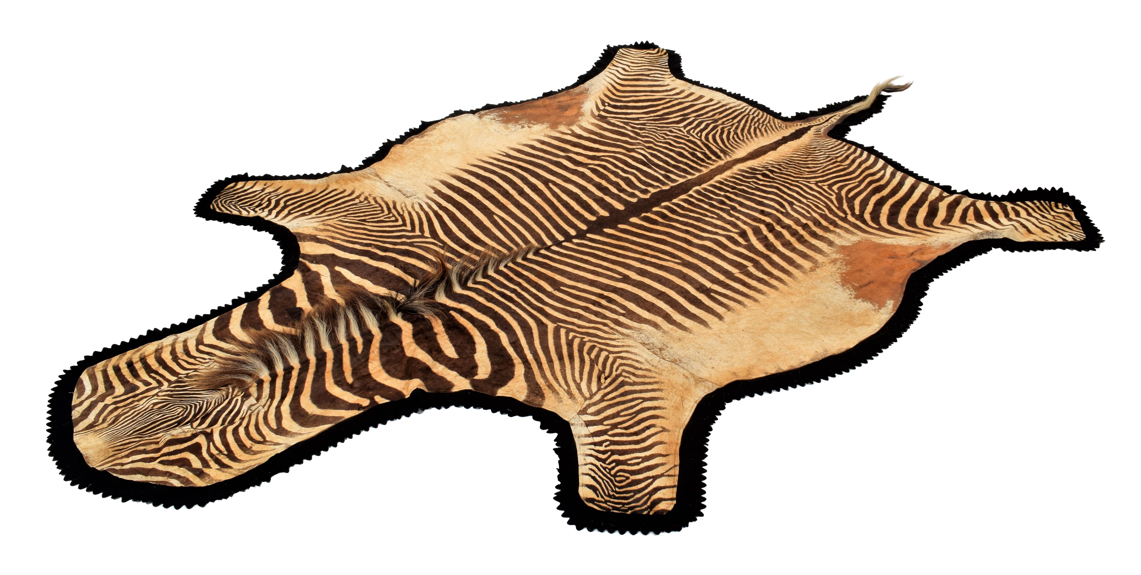 Lot 2167 - Taxidermy: A Rare Grevy's Zebra Skin (Equus