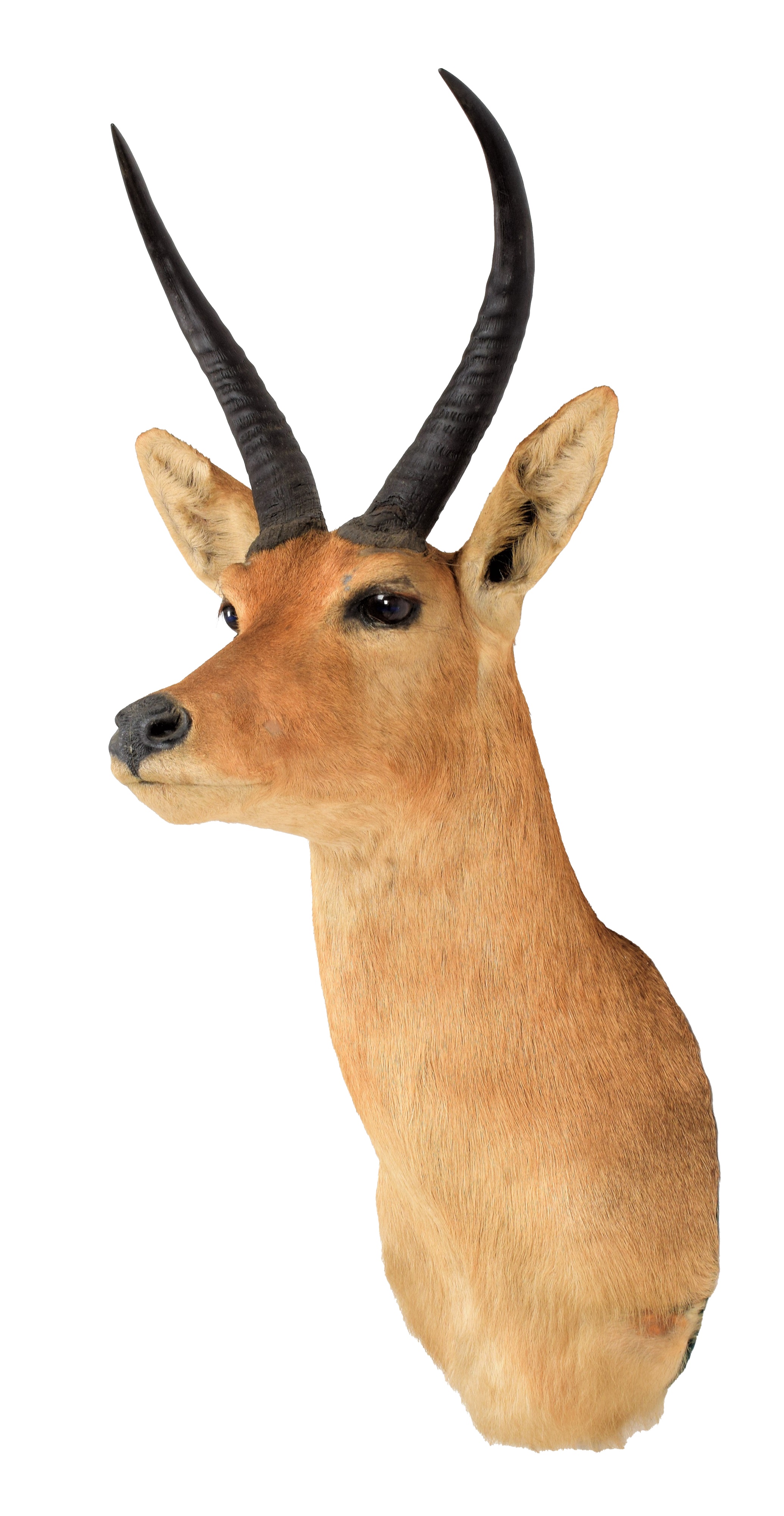 Lot 2086 - Taxidermy: Southern Common Reedbuck