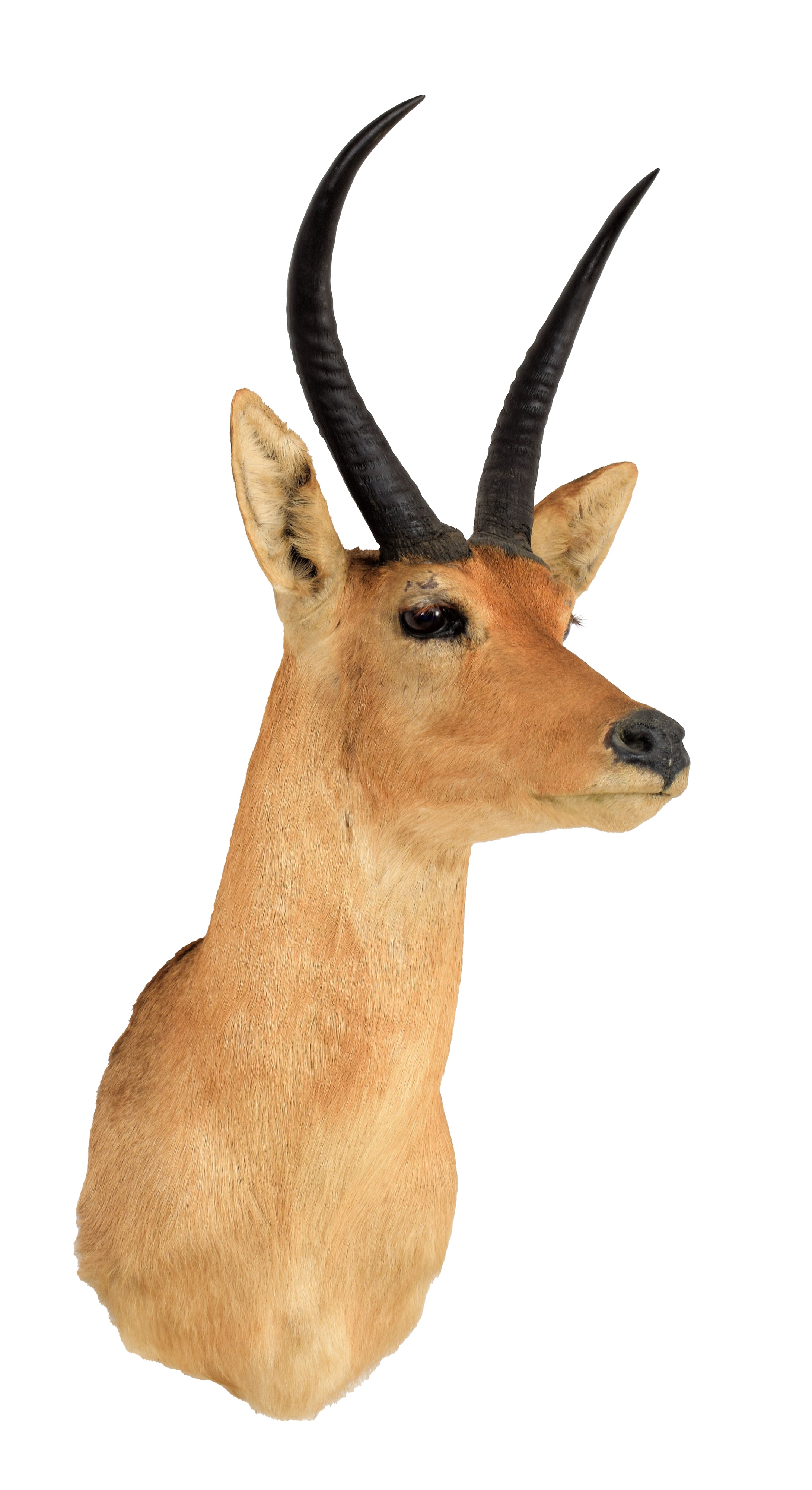 Lot 2086 - Taxidermy: Southern Common Reedbuck