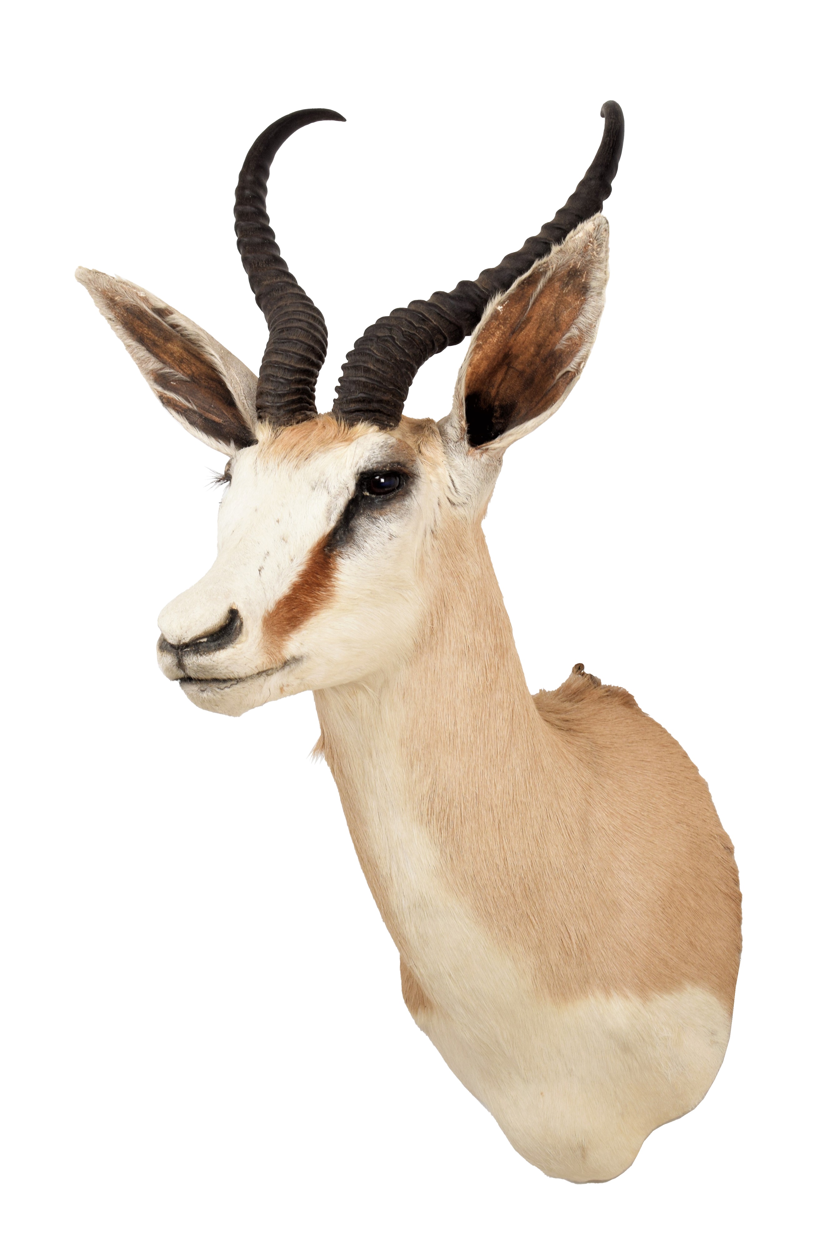 Lot 2093 - Taxidermy: South African Springbok