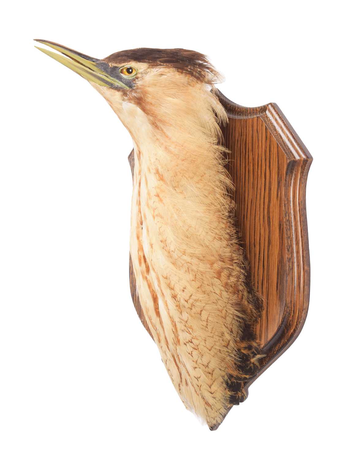 Lot 2253 - Taxidermy: A Eurasian Bittern Neck Mount