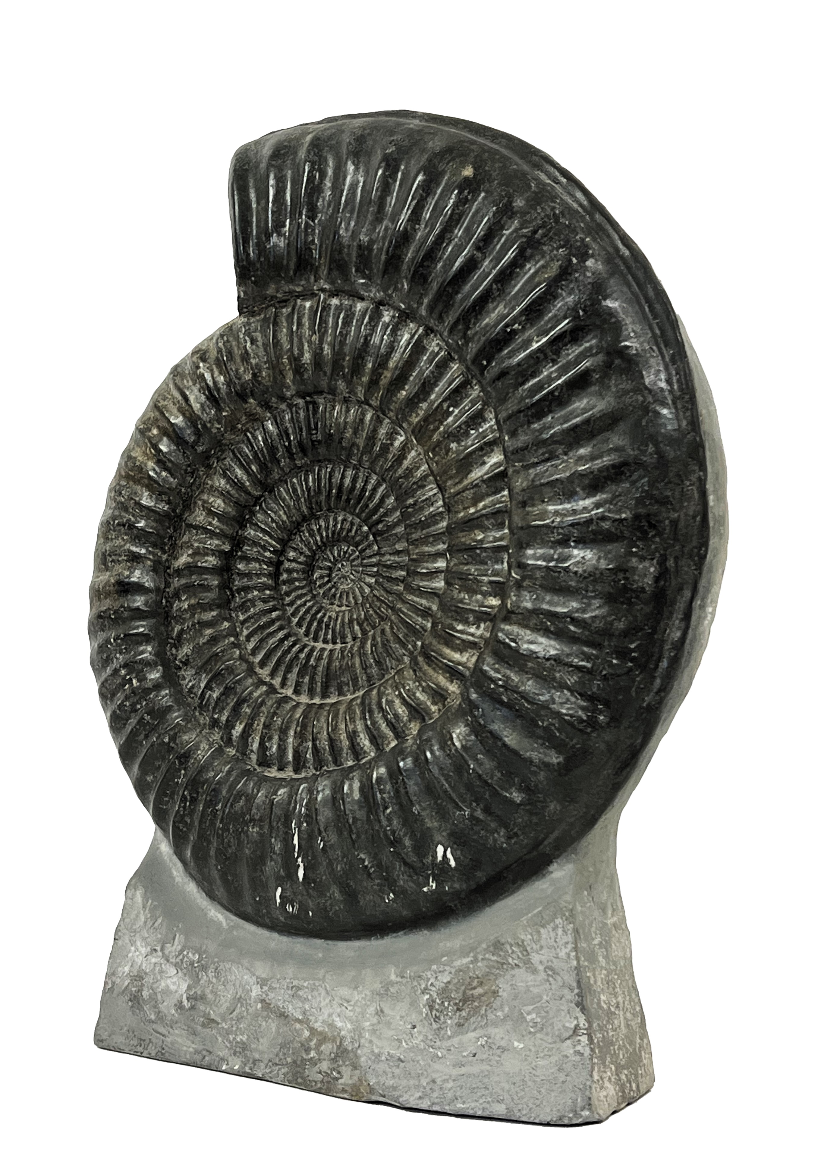 Lot 2204 - Fossils: A Large Ammonite Specimen
