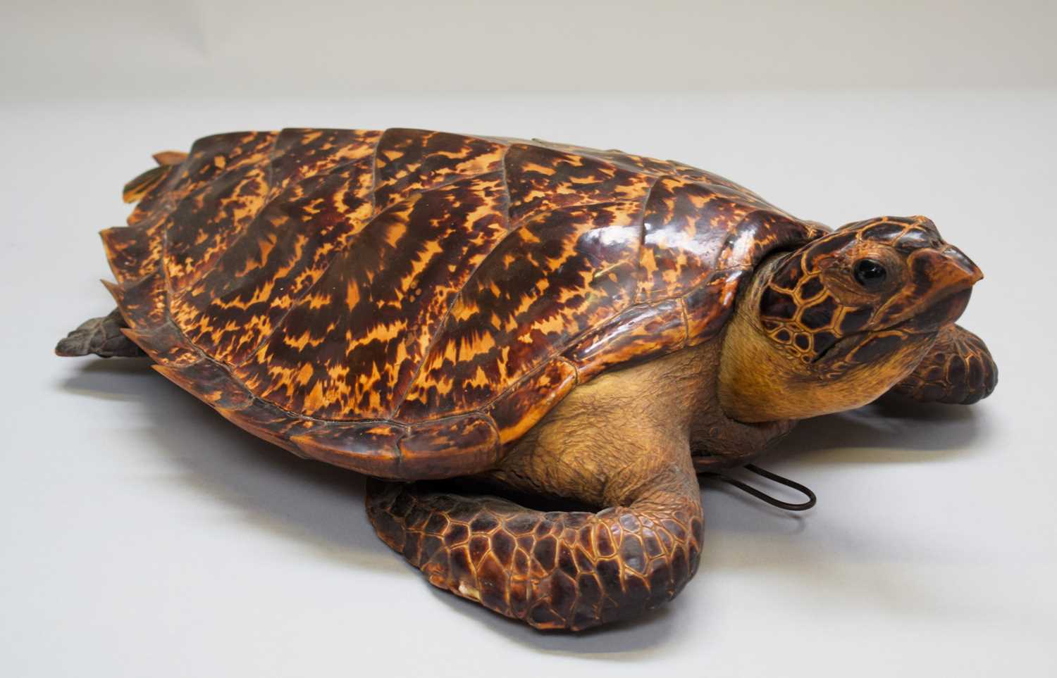 Lot 2234 - Taxidermy: Hawksbill Sea Turtle