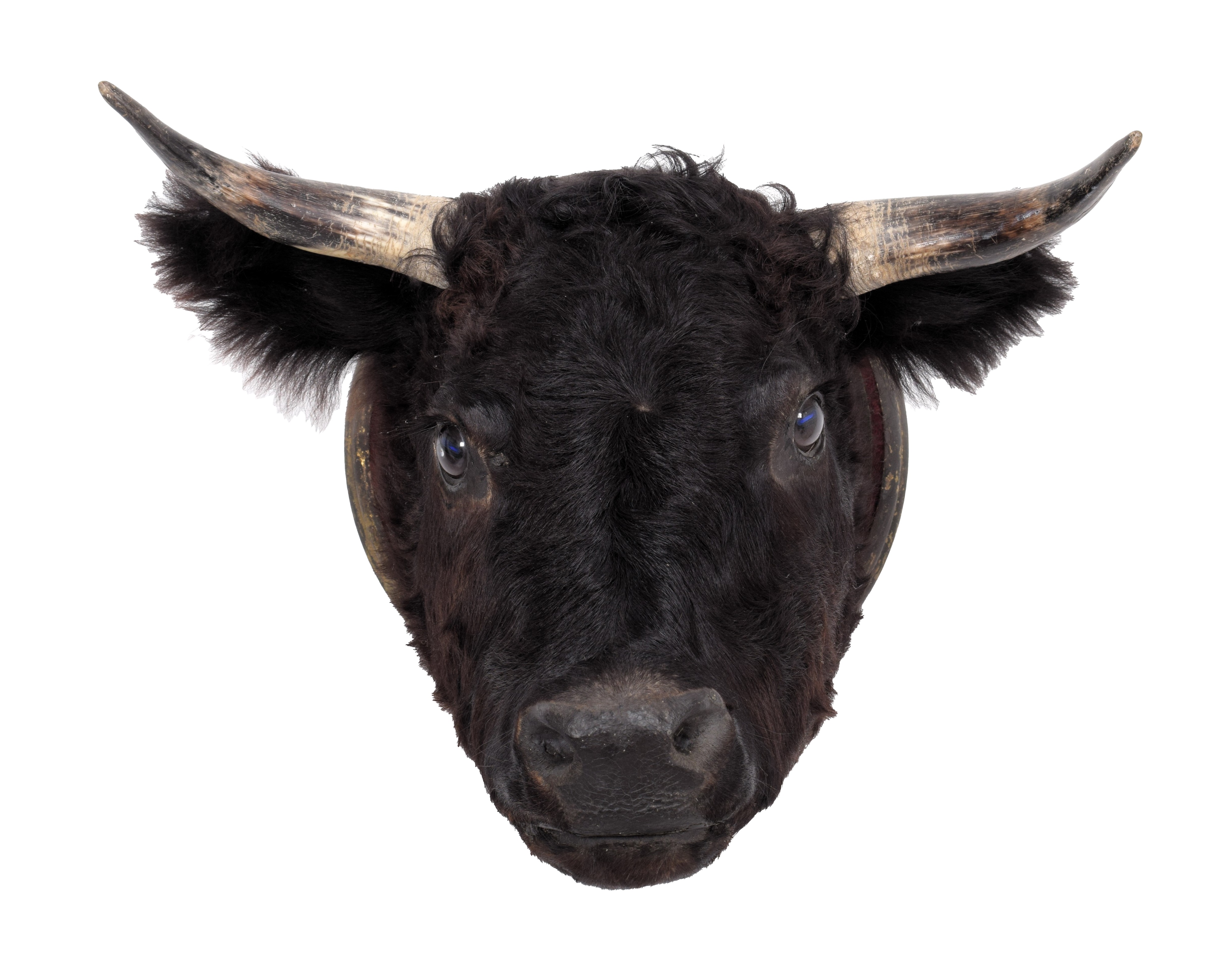 Lot 2143 - Taxidermy: A Black Bull Head Mount (Bos